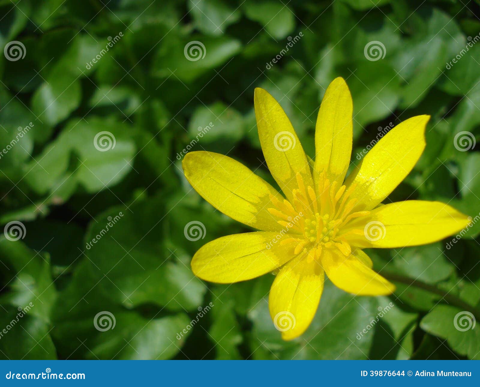 Favagello (ficaria Del Ranunculus) Fotografia Stock - Immagine di ...