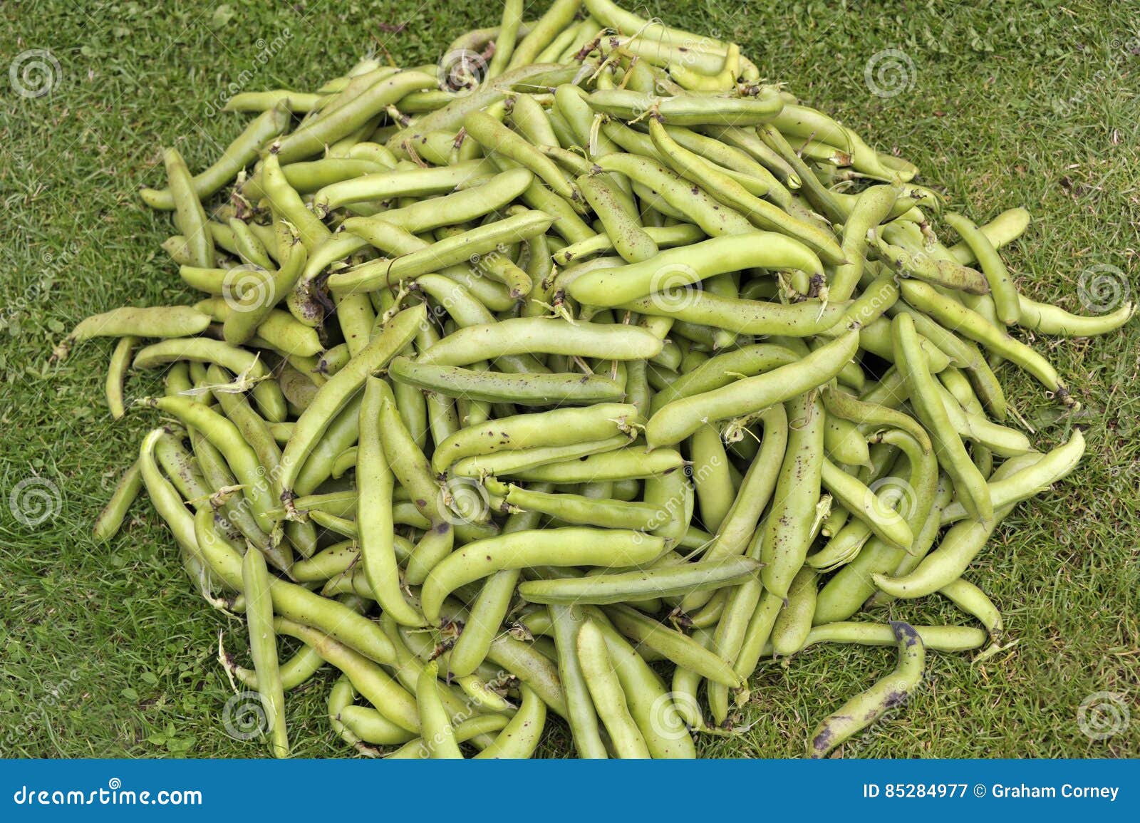 Favas imagem de stock. Imagem de colheita, vagens, largo - 85284977