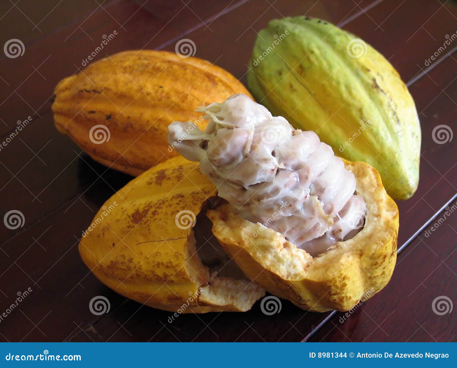 Fave di cacao fotografia stock. Immagine di alimento, lucia - 8981344