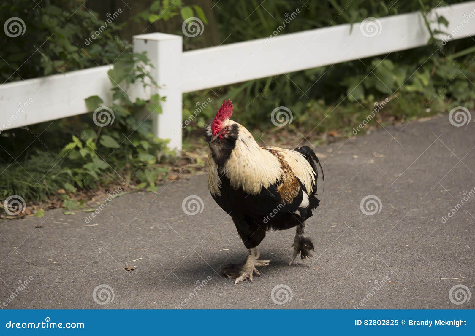 Faverolle Rooster Strutting Stock Image - Image of feather, copyspace ...