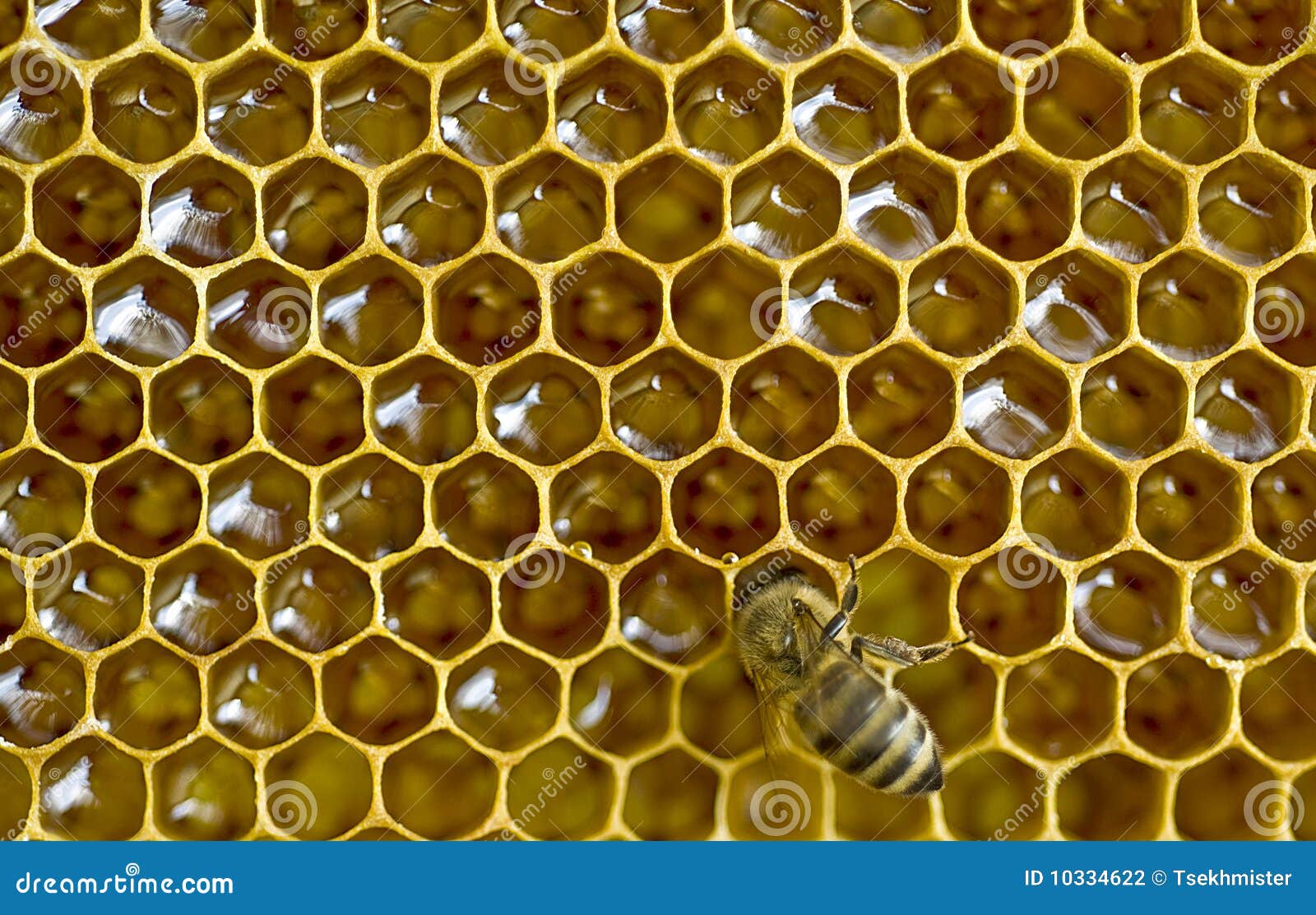 Favi dell'ape fotografia stock. Immagine di marrone, antecedenti - 10334622