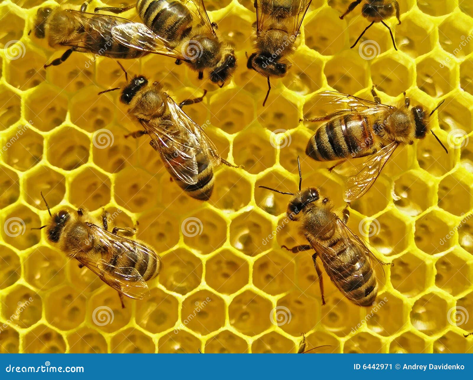 Favi Di Configurazione Degli Api. Immagine Stock - Immagine di capelli ...