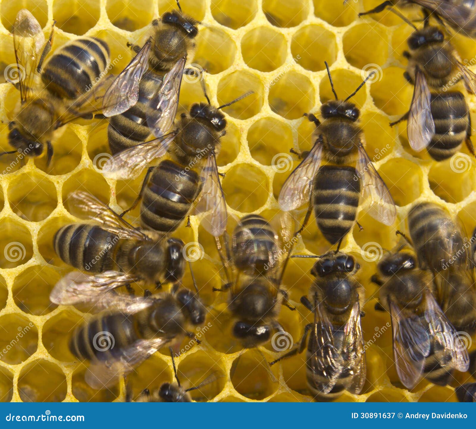 Favi Di Configurazione Delle Api Immagine Stock - Immagine di insetto ...