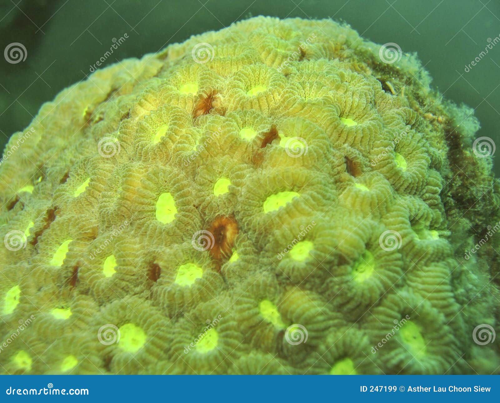 Faviidae Detail stock image. Image of spots, underwater - 247199