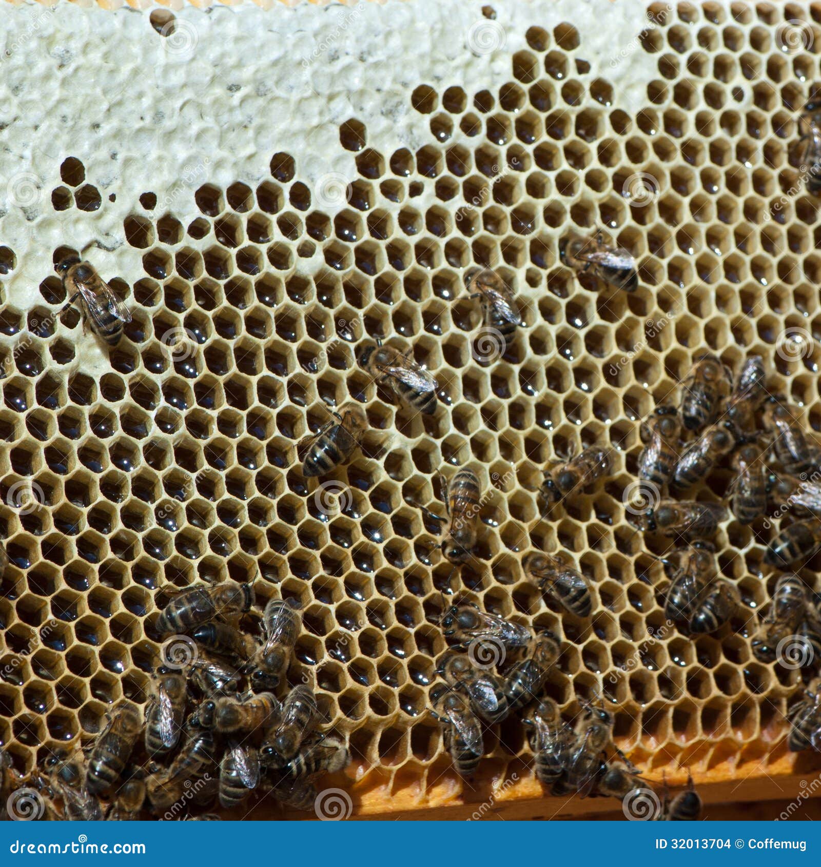 Favo con le api fotografia stock. Immagine di macro, dolce - 32013704