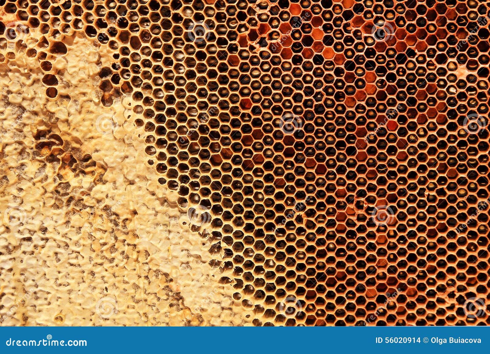 Favo De Mel Bonito Amarelo Com Mel, Fundo Foto de Stock - Imagem de ...