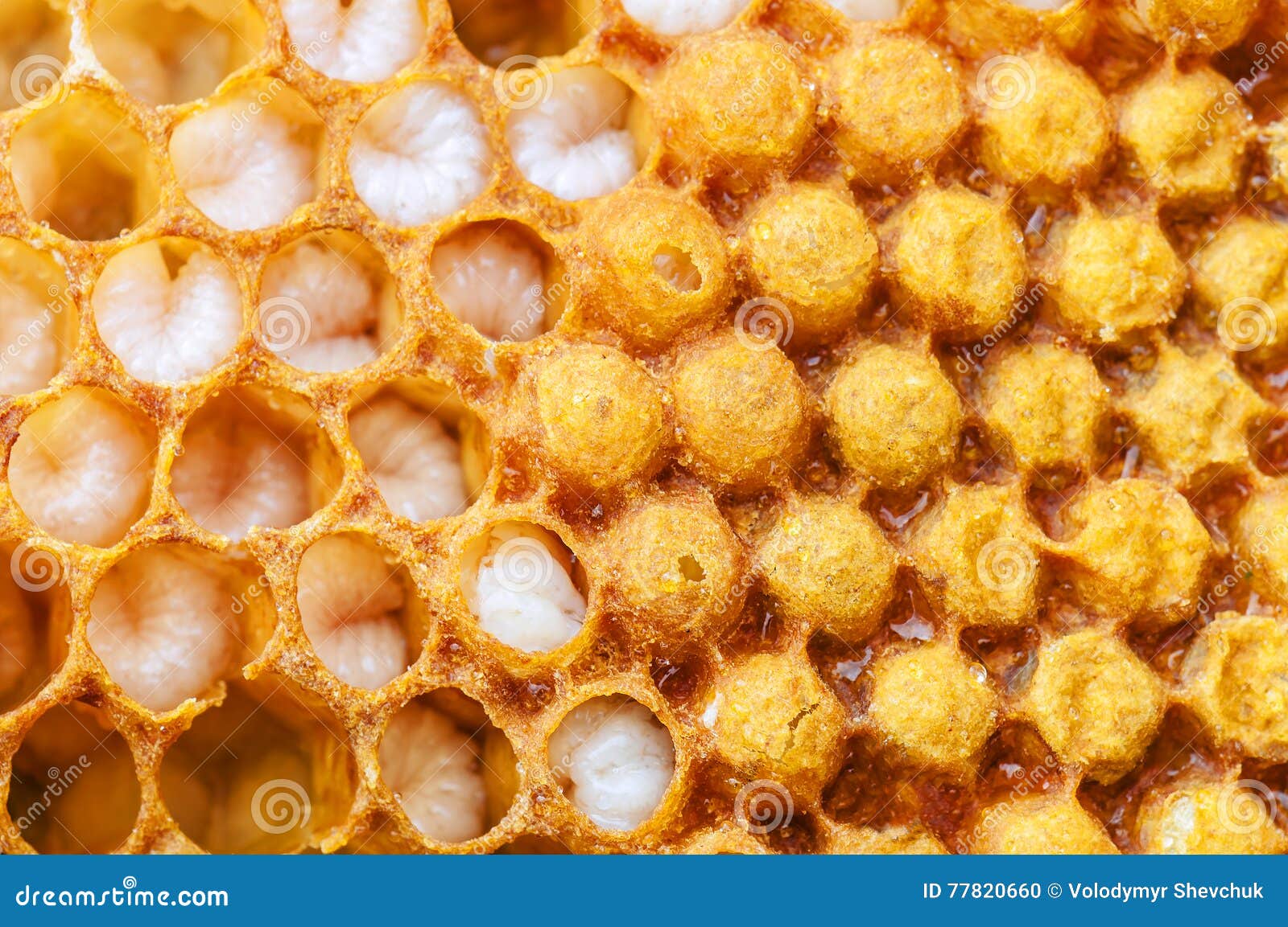 Favo de mel com larvas foto de stock. Imagem de inseto - 77820660