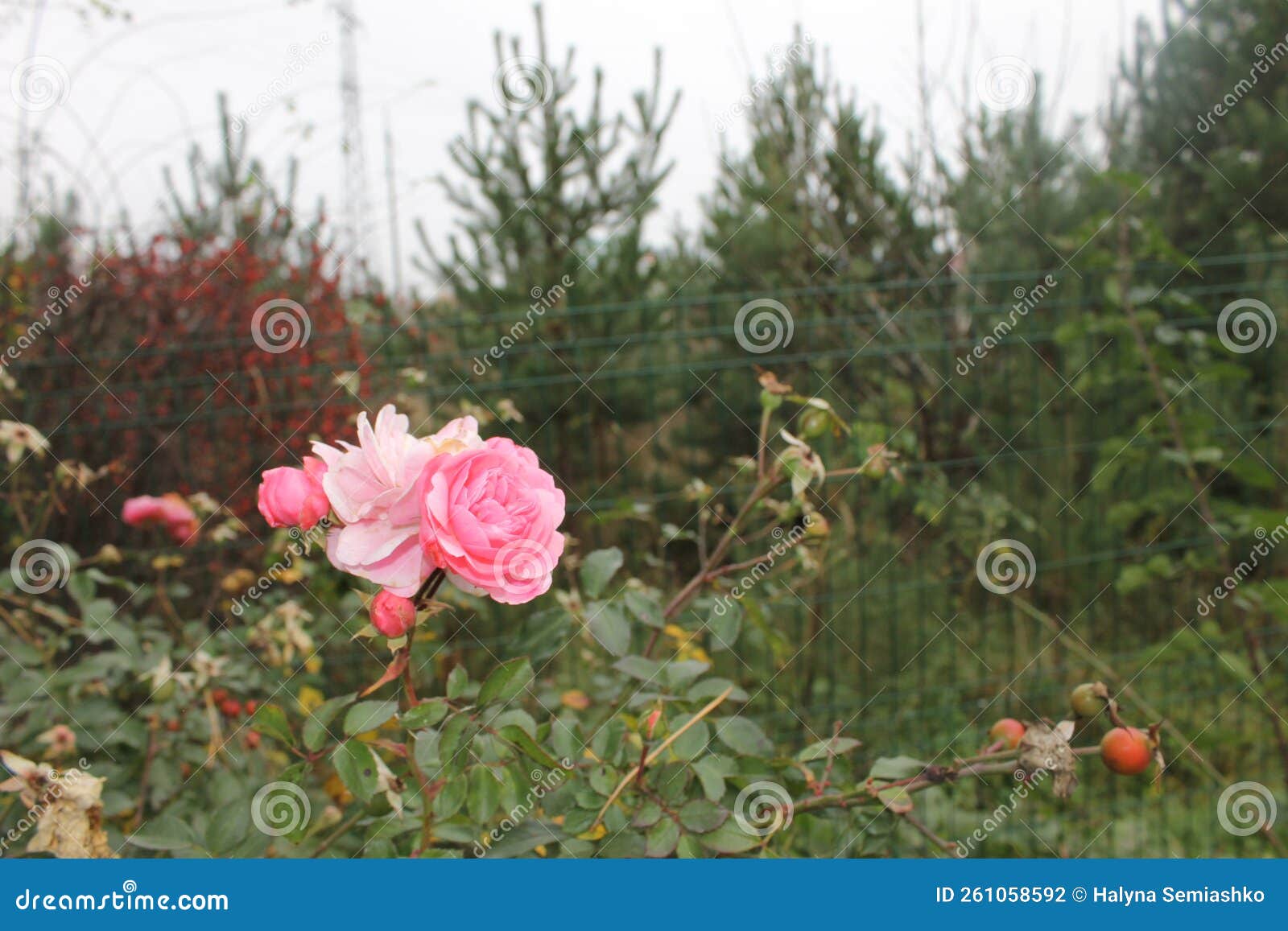 Favorite flowers stock photo. Image of plant, leaf, rose - 261058592