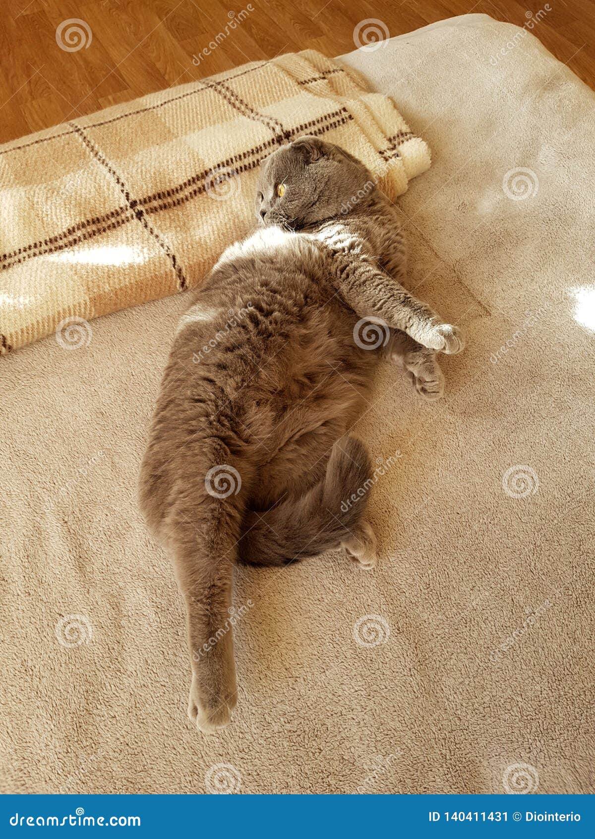 Favorite pet. Cat stock image. Image of closeup, bonny - 140411431