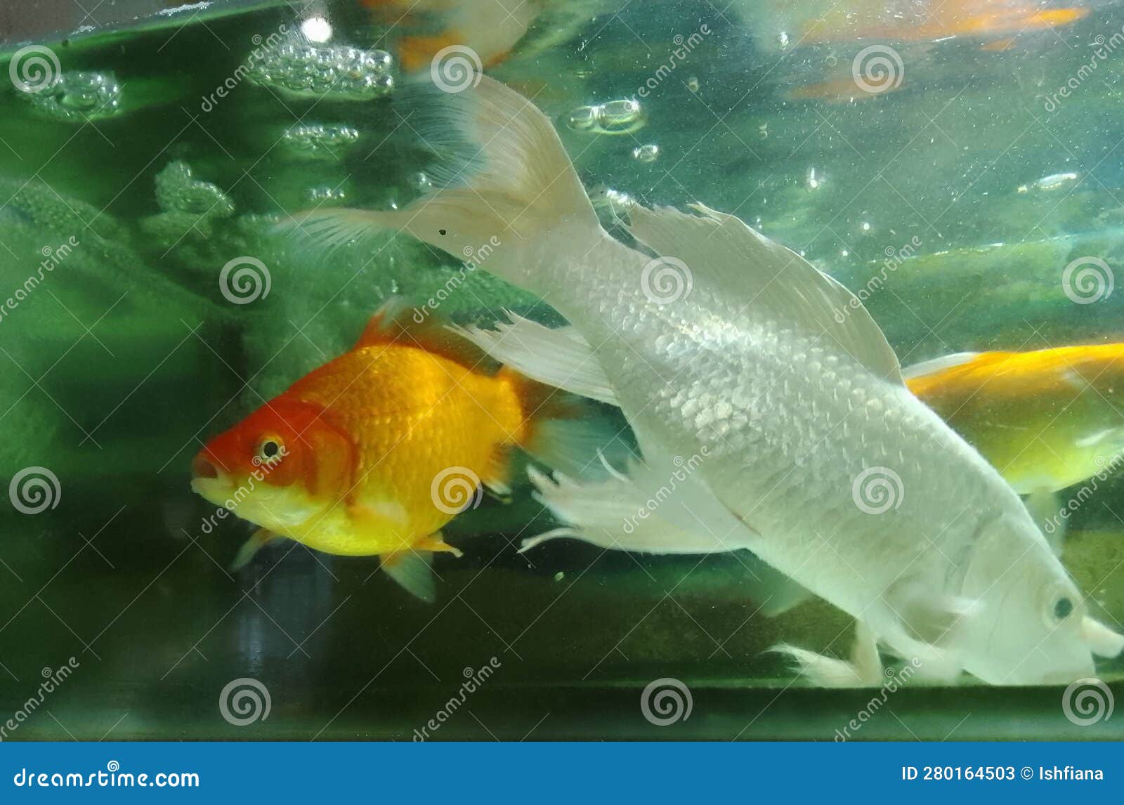 Three koi fish stock image. Image of wild, favorite - 280164503