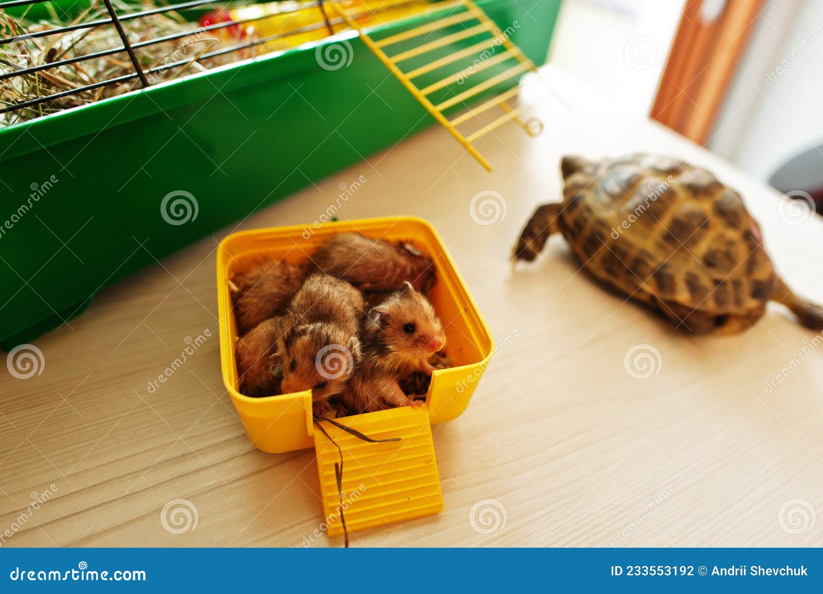 Favorite Pets. Baby Hamsters in Cage with Turtle Stock Photo - Image of ...