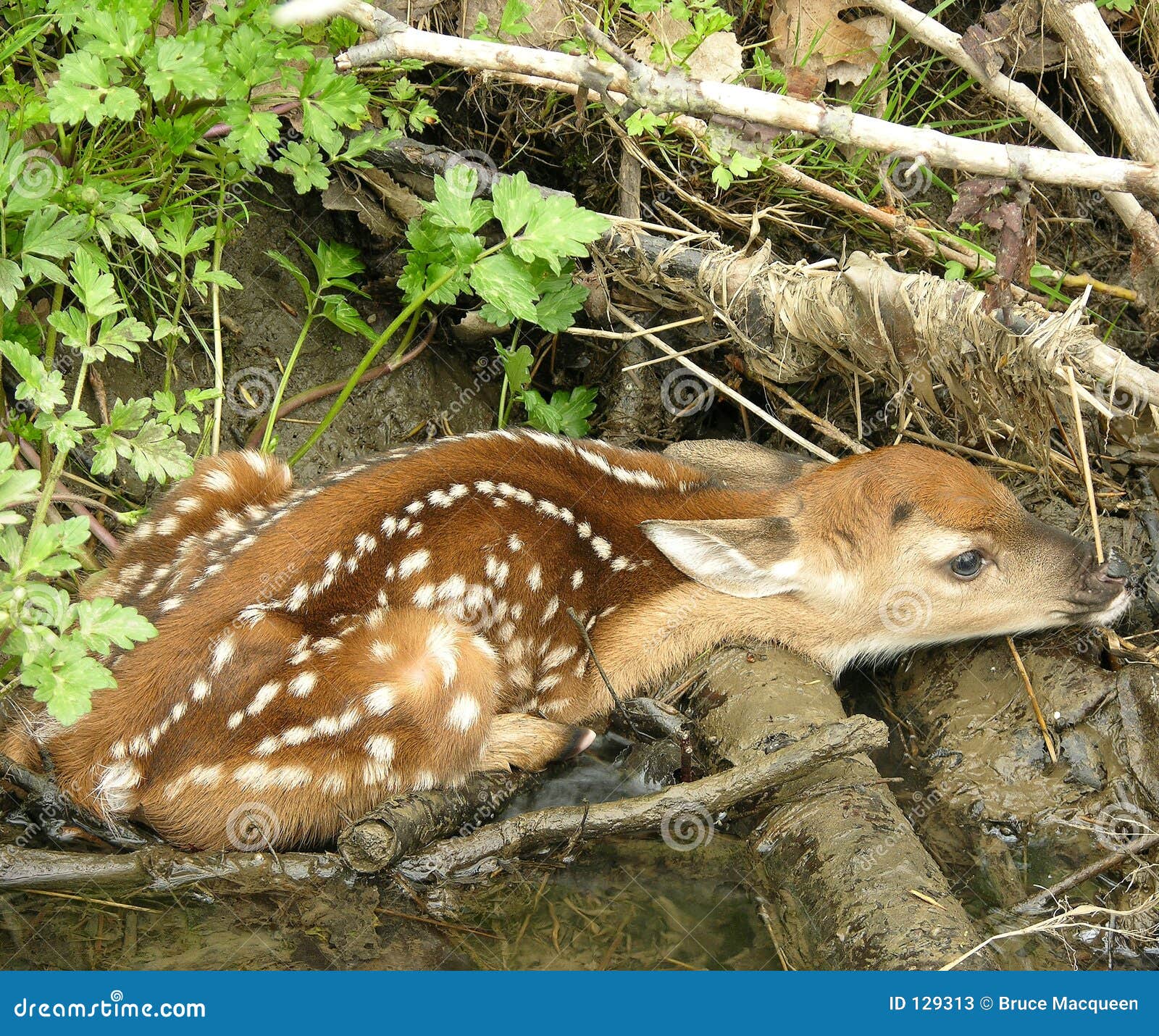Fawn 1 stock image. Image of young, wildlife, nature, cute - 129313