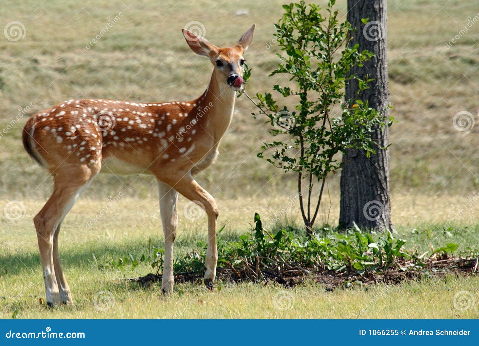 Fawn stock image. Image of sapling, baby, deer, wildlife - 1066255