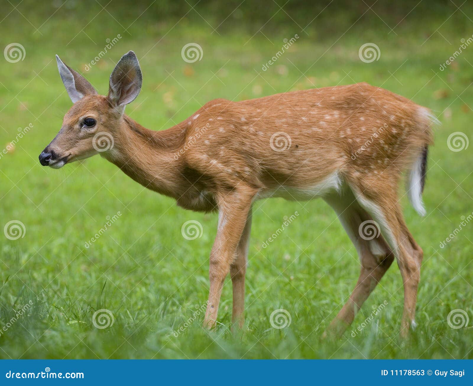 Fawn stock image. Image of wildlife, spots, spotted, mammal - 11178563