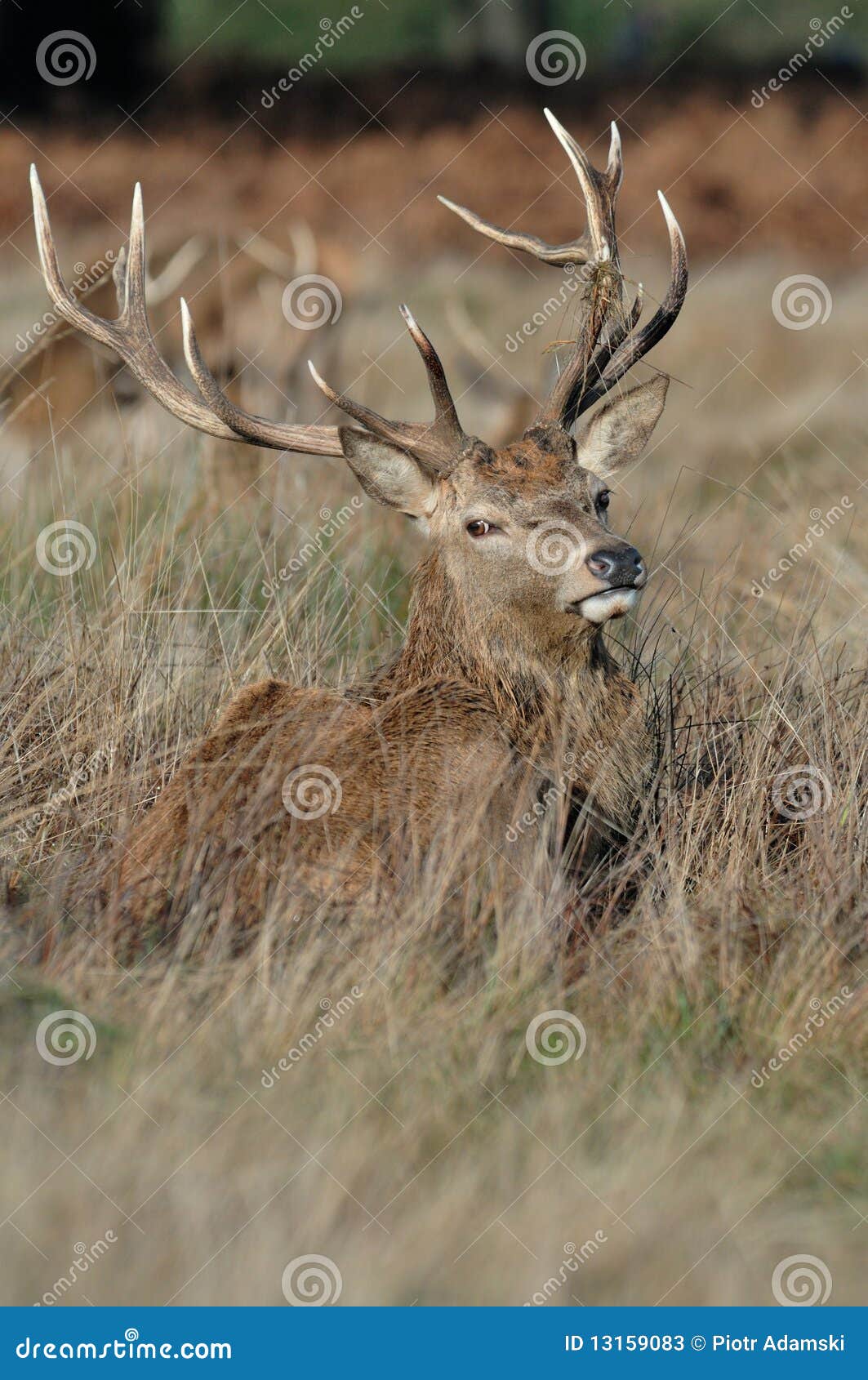 Fawn stock image. Image of climate, habitat, stare, antlers - 13159083