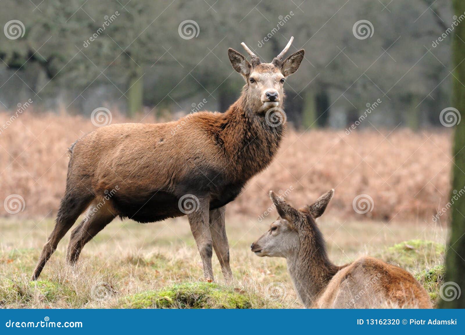 Fawn stock photo. Image of season, environment, stare - 13162320