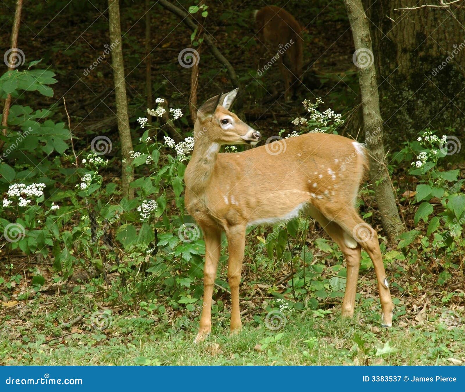Fawn 2 stock image. Image of wildlife, venison, tailed - 3383537
