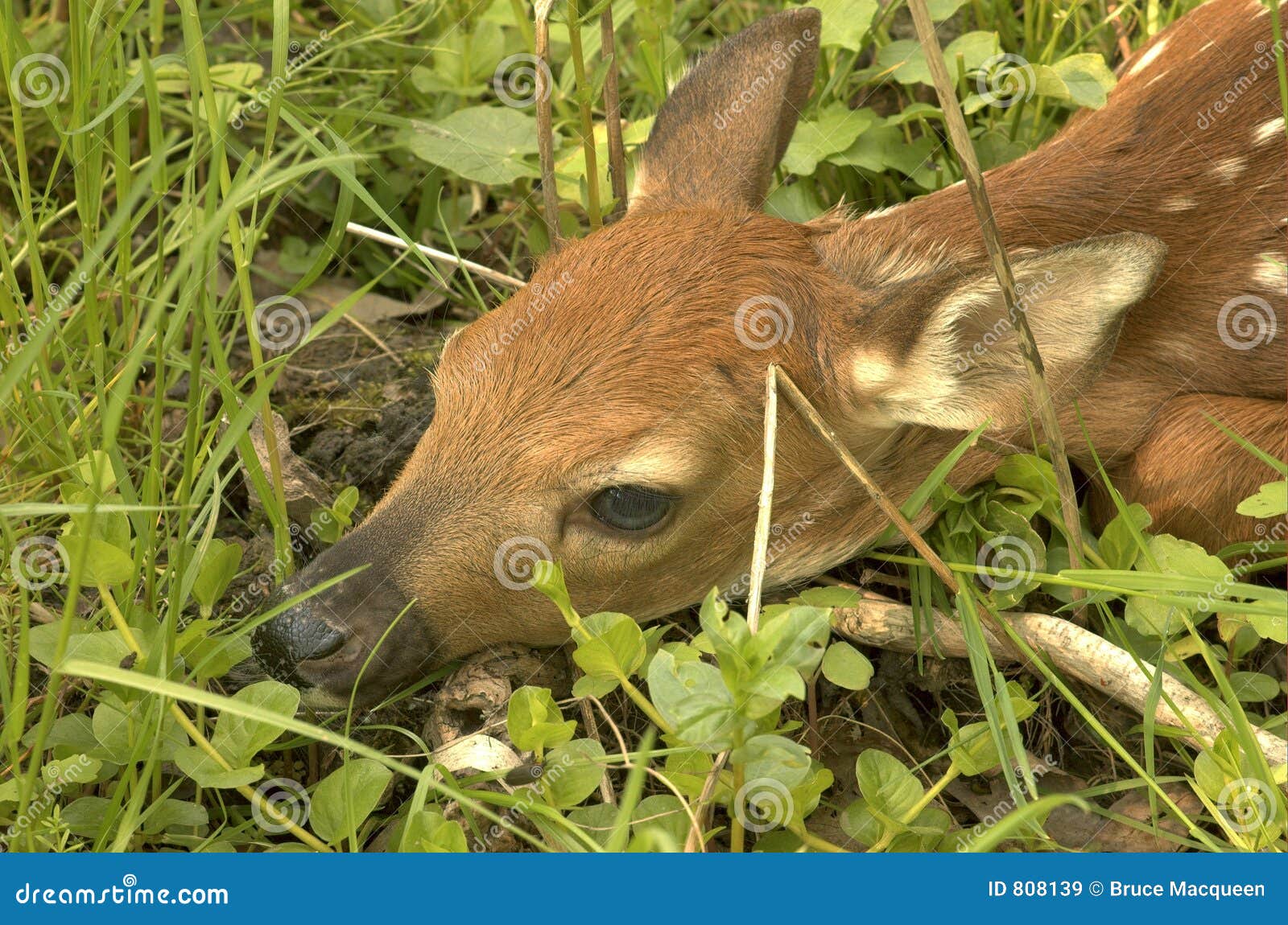 Fawn 2 stock image. Image of forests, newborn, deer, whitetail - 808139