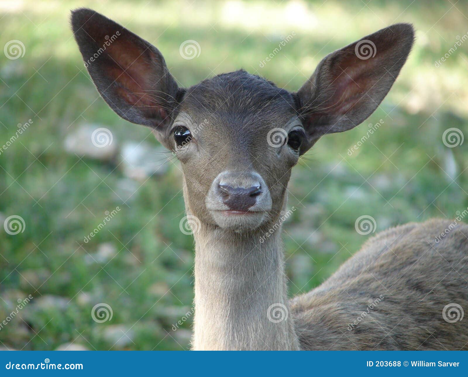 Fawn stock photo. Image of sheep, deer, goat, nose, stare - 203688