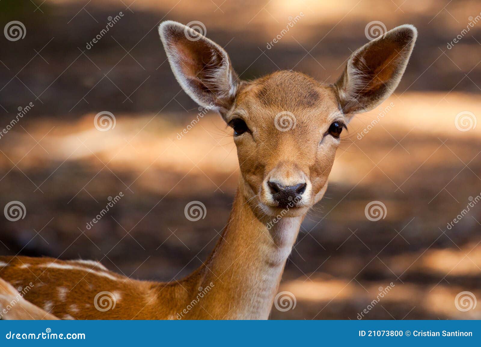 Fawn stock photo. Image of mammal, forest, young, animal - 21073800