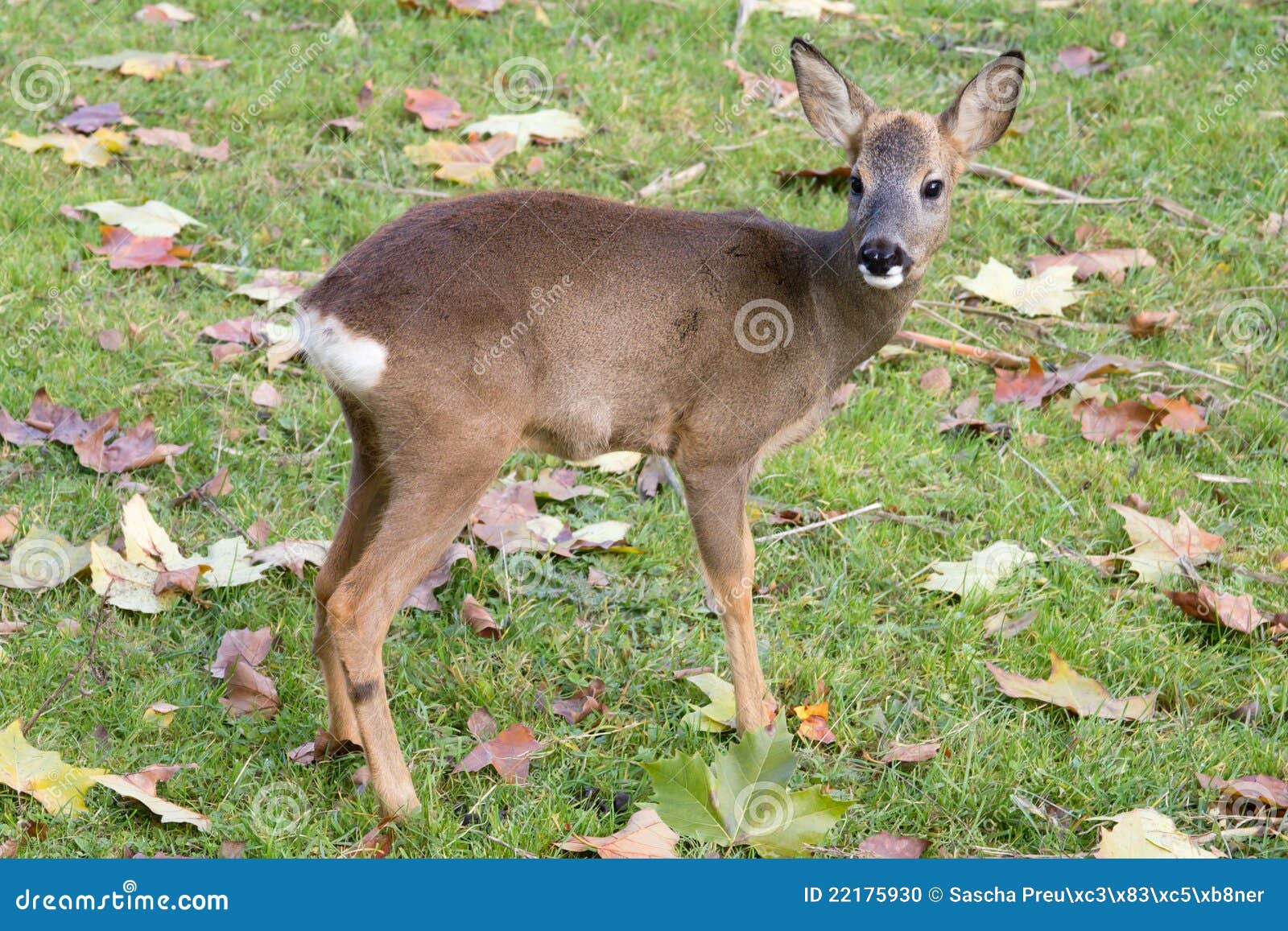 Fawn stock photo. Image of christmas, wildly, ears, beauty - 22175930