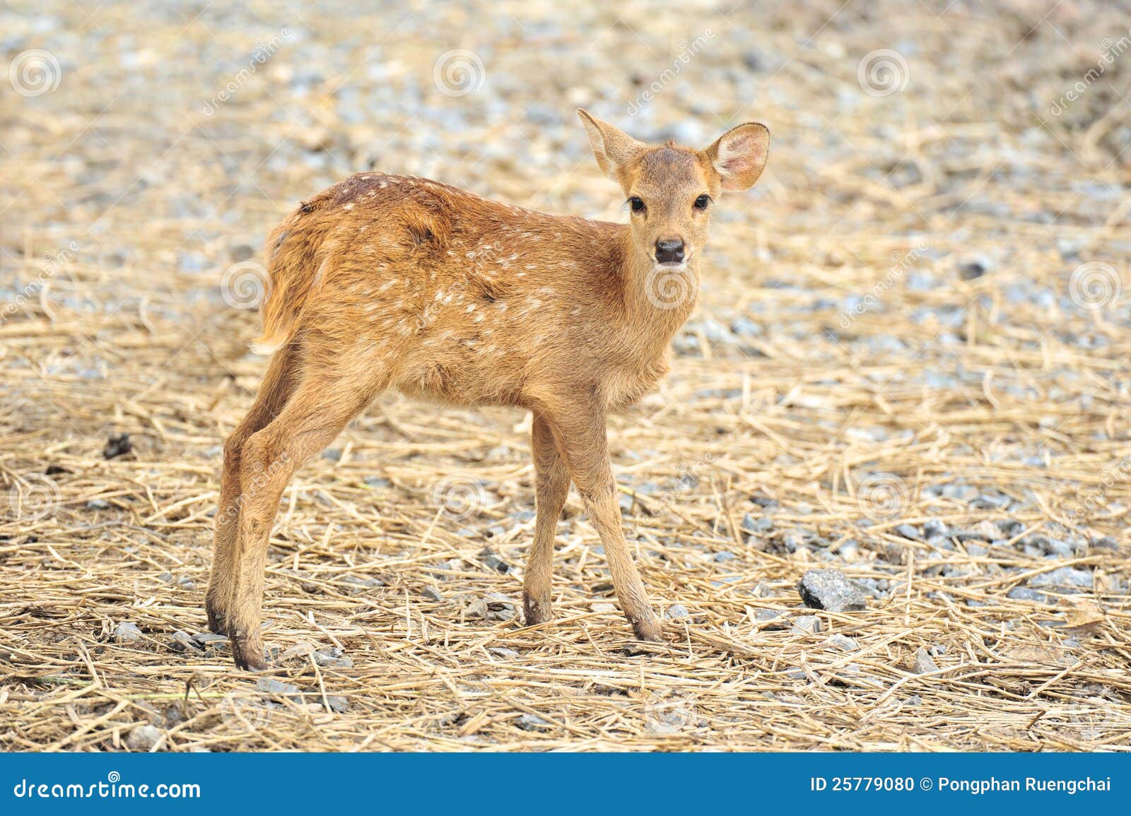 Fawn stock photo. Image of wildlife, animal, view, look - 25779080