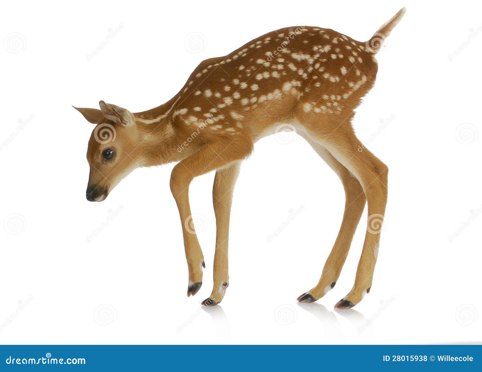 Fawn stock photo. Image of side, north, baby, nature - 28015938