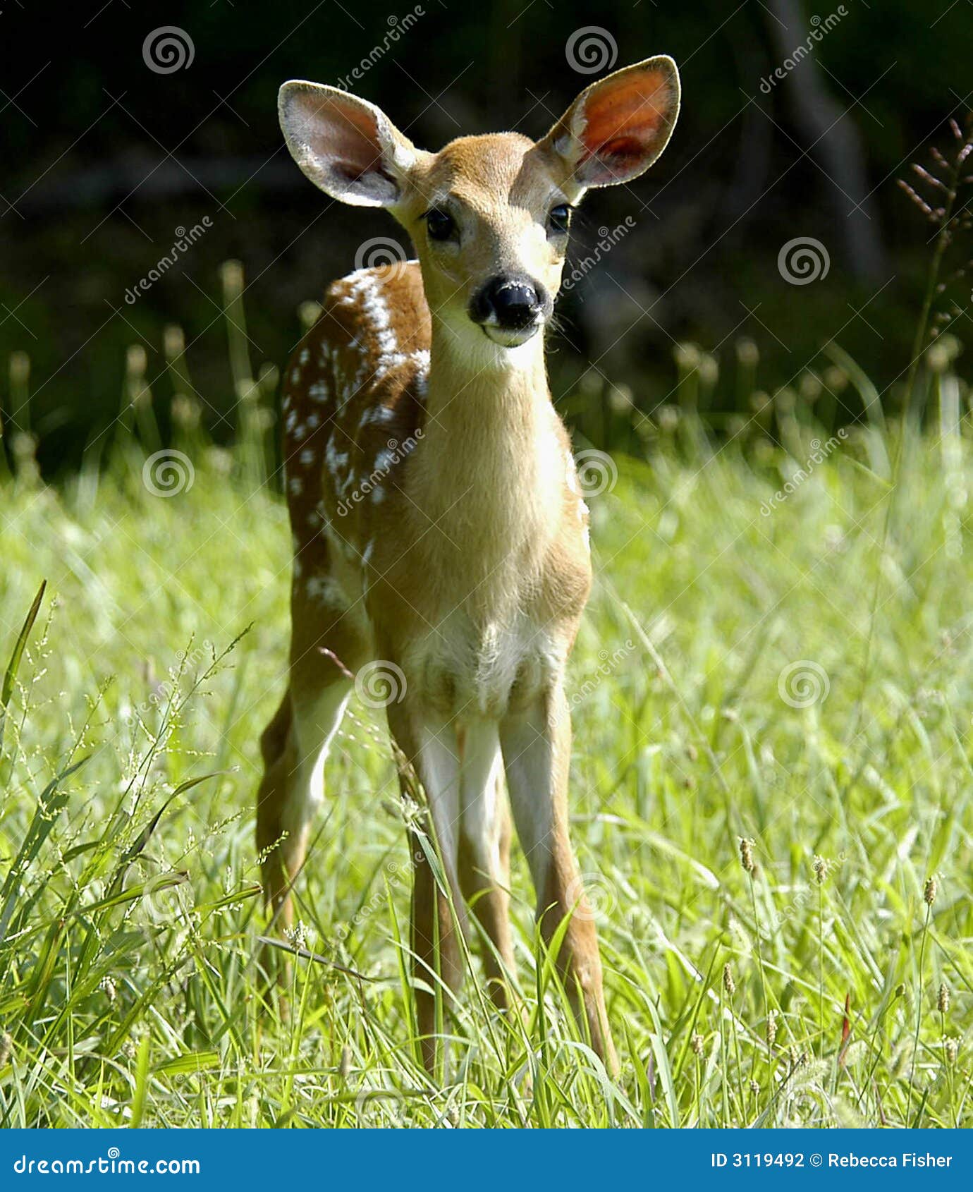 Fawn stock photo. Image of fawn, mammal, deer, wildlife - 3119492