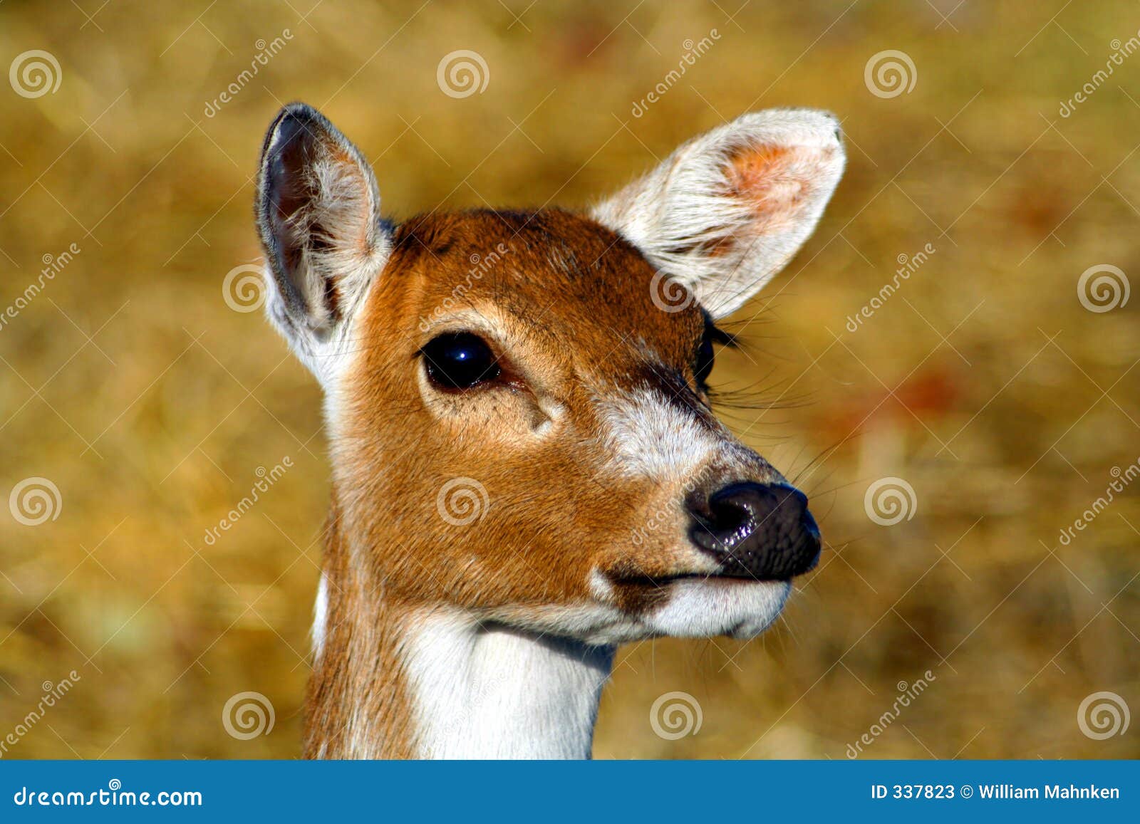 Fawn stock image. Image of deer, animal, wildlife, mammal - 337823