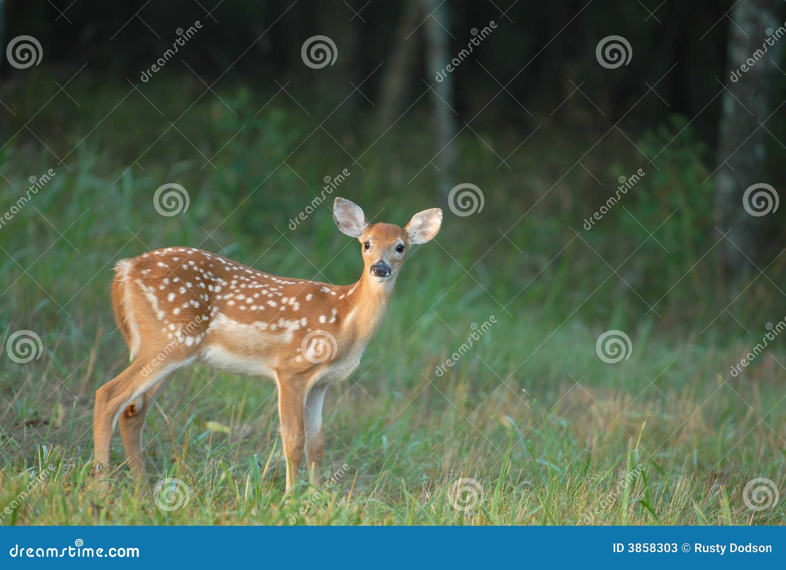Fawn stock image. Image of small, mammal, habitat, wilderness - 3858303