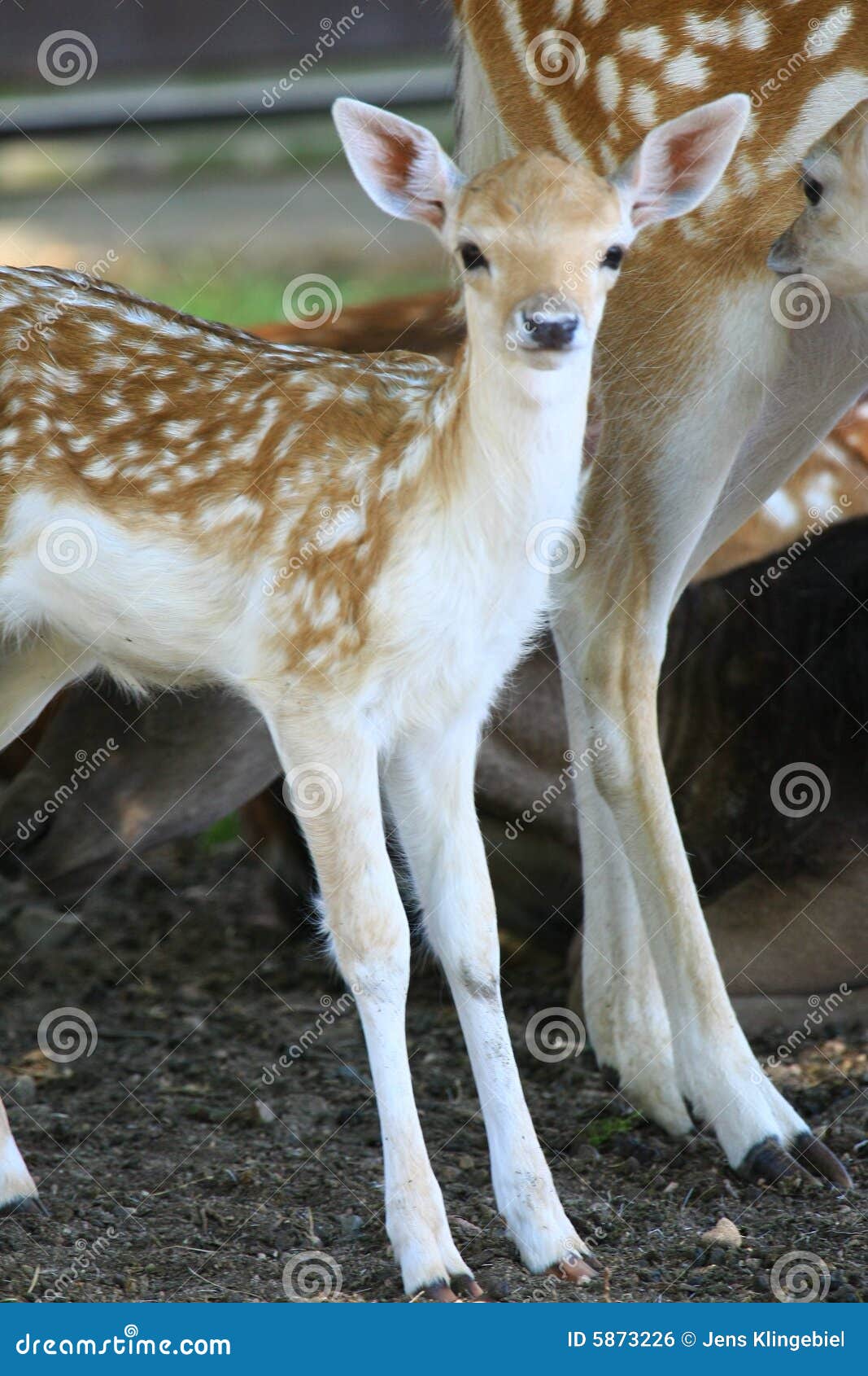 145 Born Fawns Stock Photos - Free & Royalty-Free Stock Photos from ...