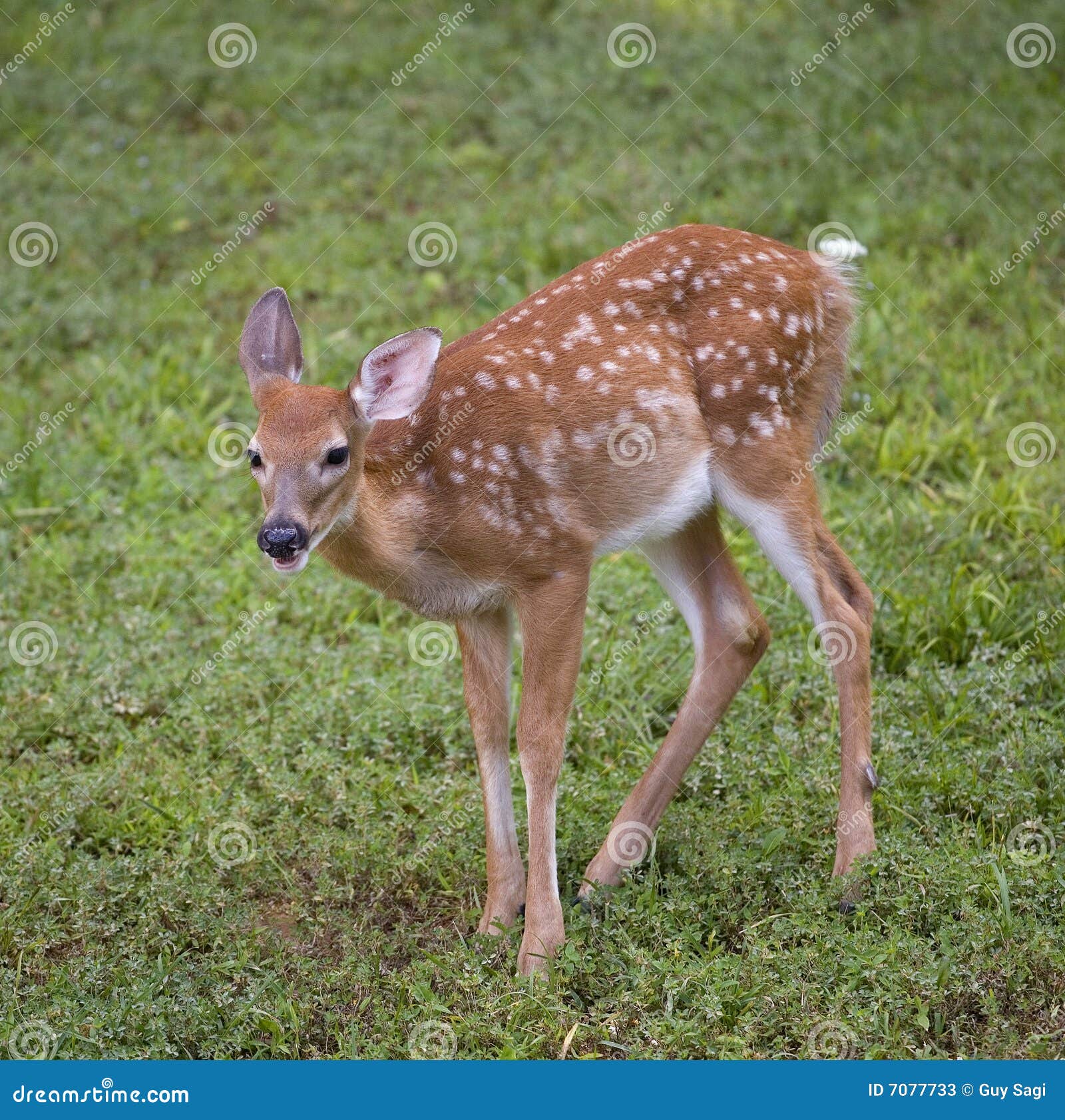 Fawn stock image. Image of brown, grass, animal, mammal - 7077733