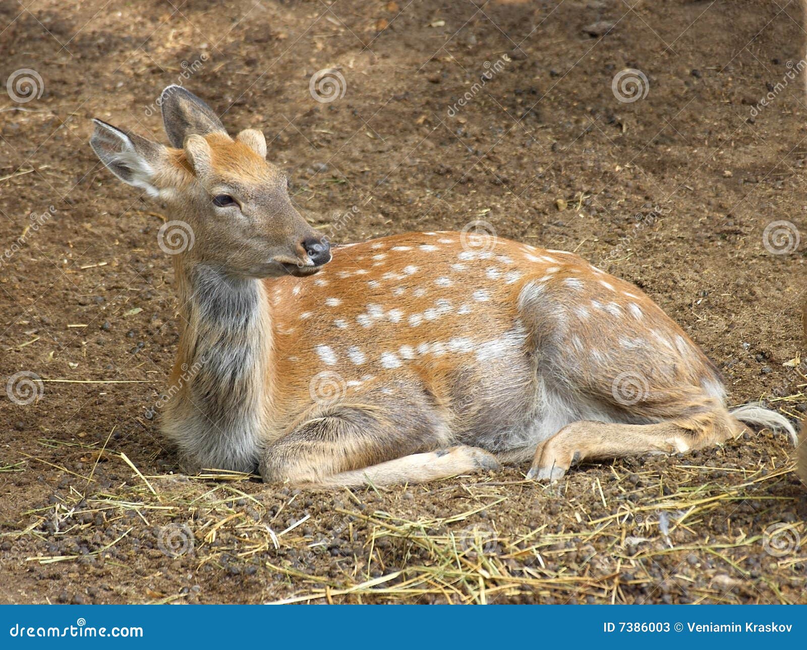 Fawn stock image. Image of animal, hunt, wild, spotted - 7386003