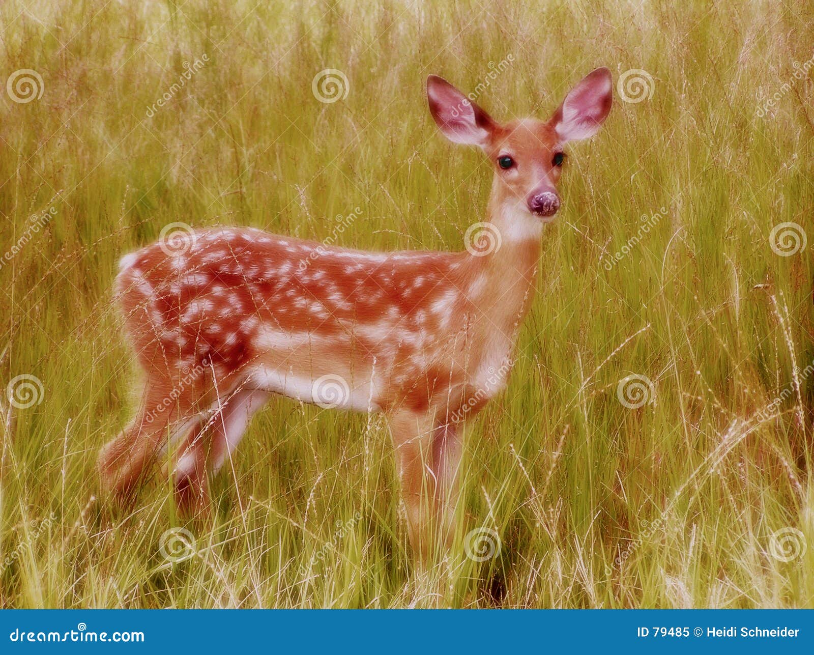 Fawn stock image. Image of fawn, deer, animal, spots, spring - 79485