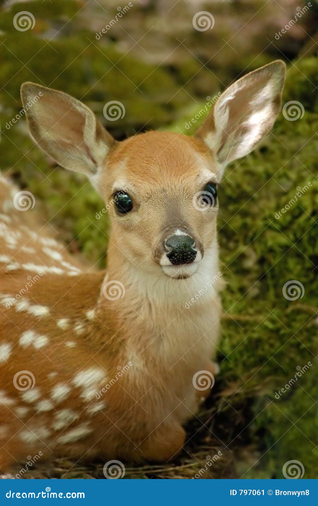 Fawn stock image. Image of staring, fawn, gazing, ears - 797061