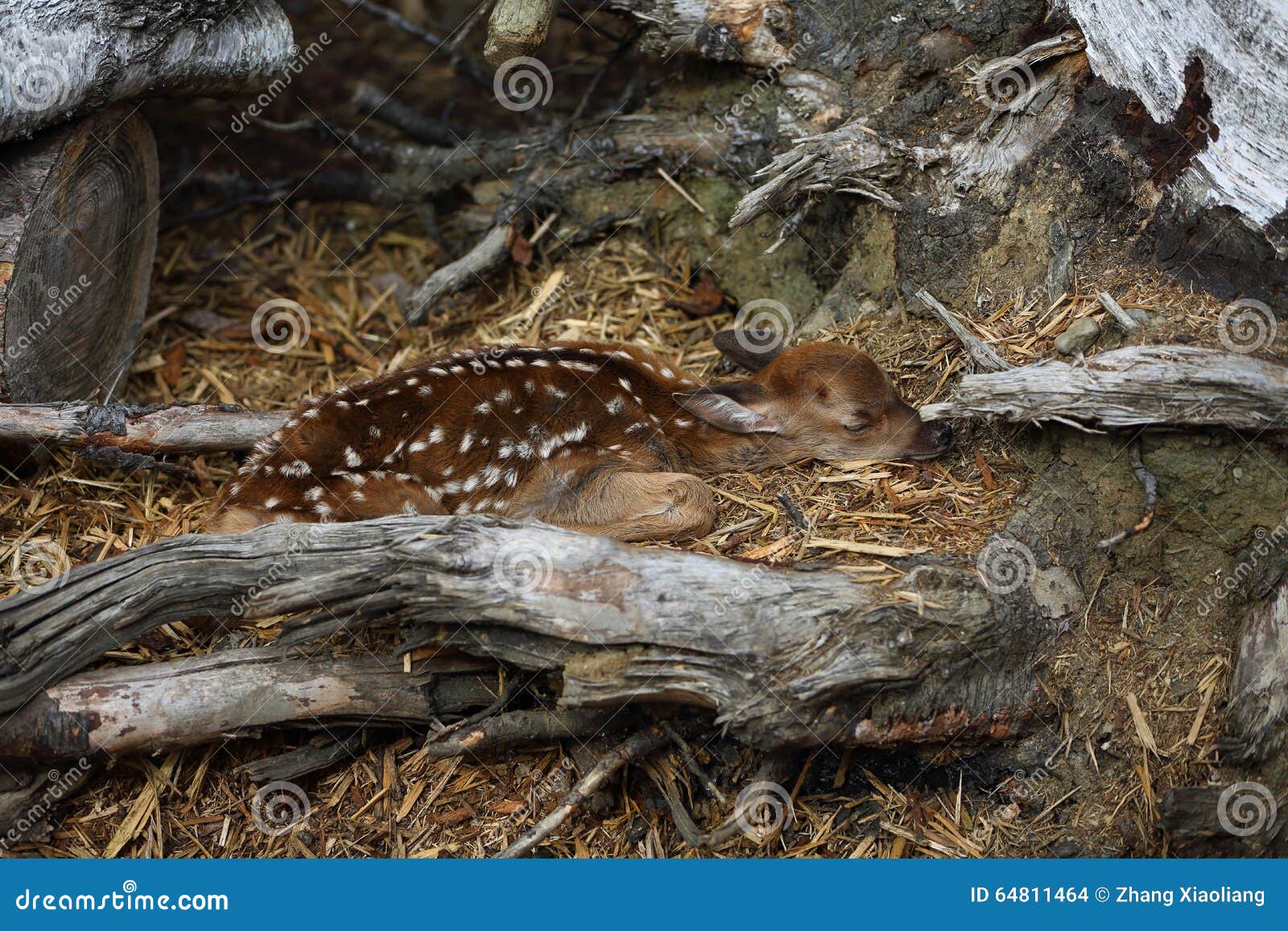Fawn stock photo. Image of little, mammal, beauty, portrait - 64811464