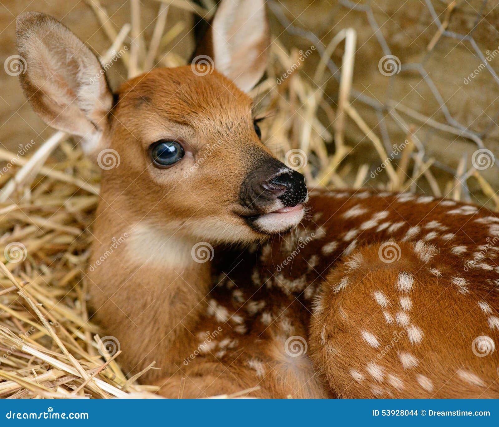 Fawn in barn. stock photo. Image of ears, april, resting - 53928044