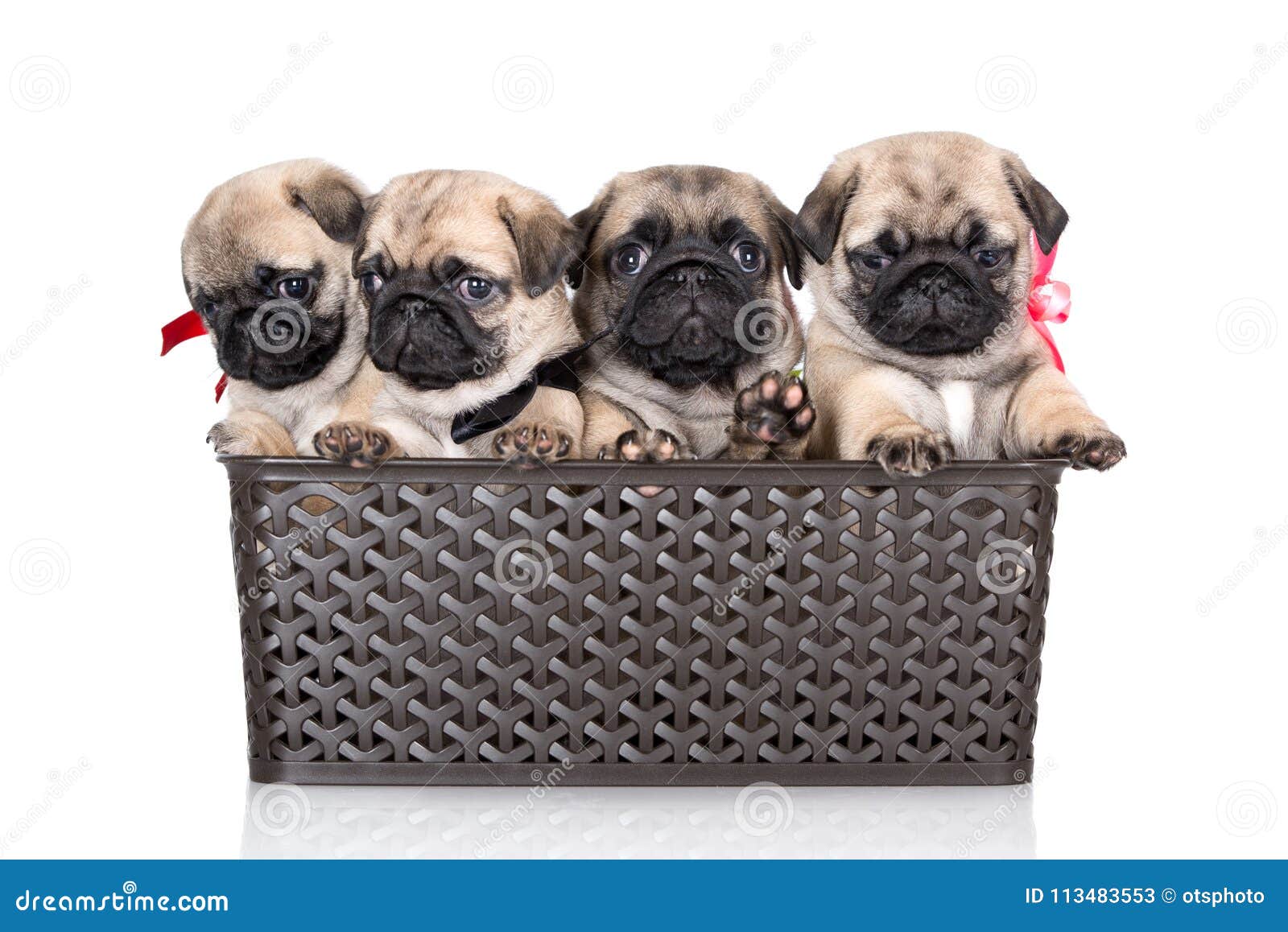 Group of Pug Puppies on White Background Stock Image - Image of puppy ...