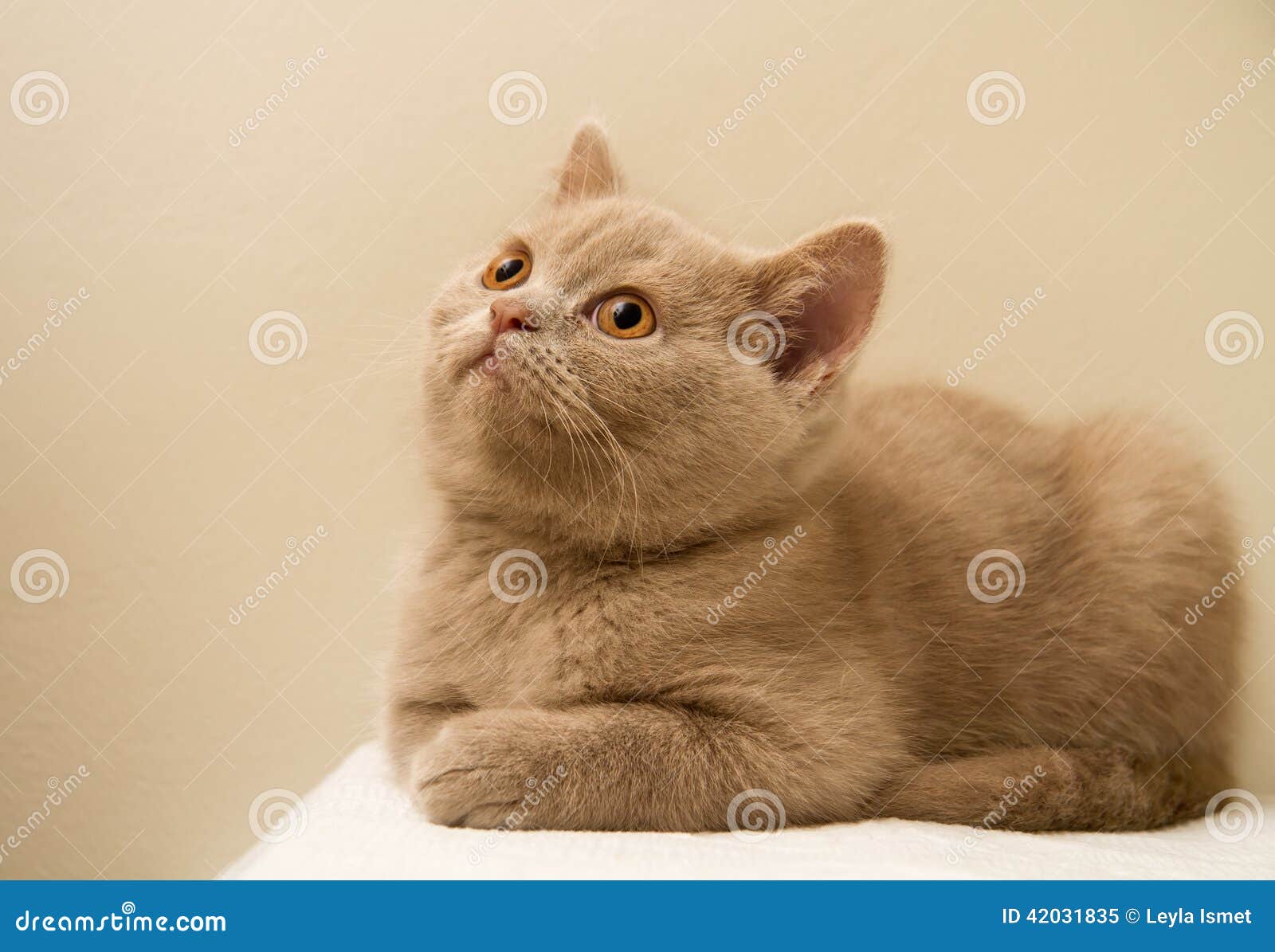 Fawn British Shorthair Kitten Imagen de archivo - Imagen de cara ...