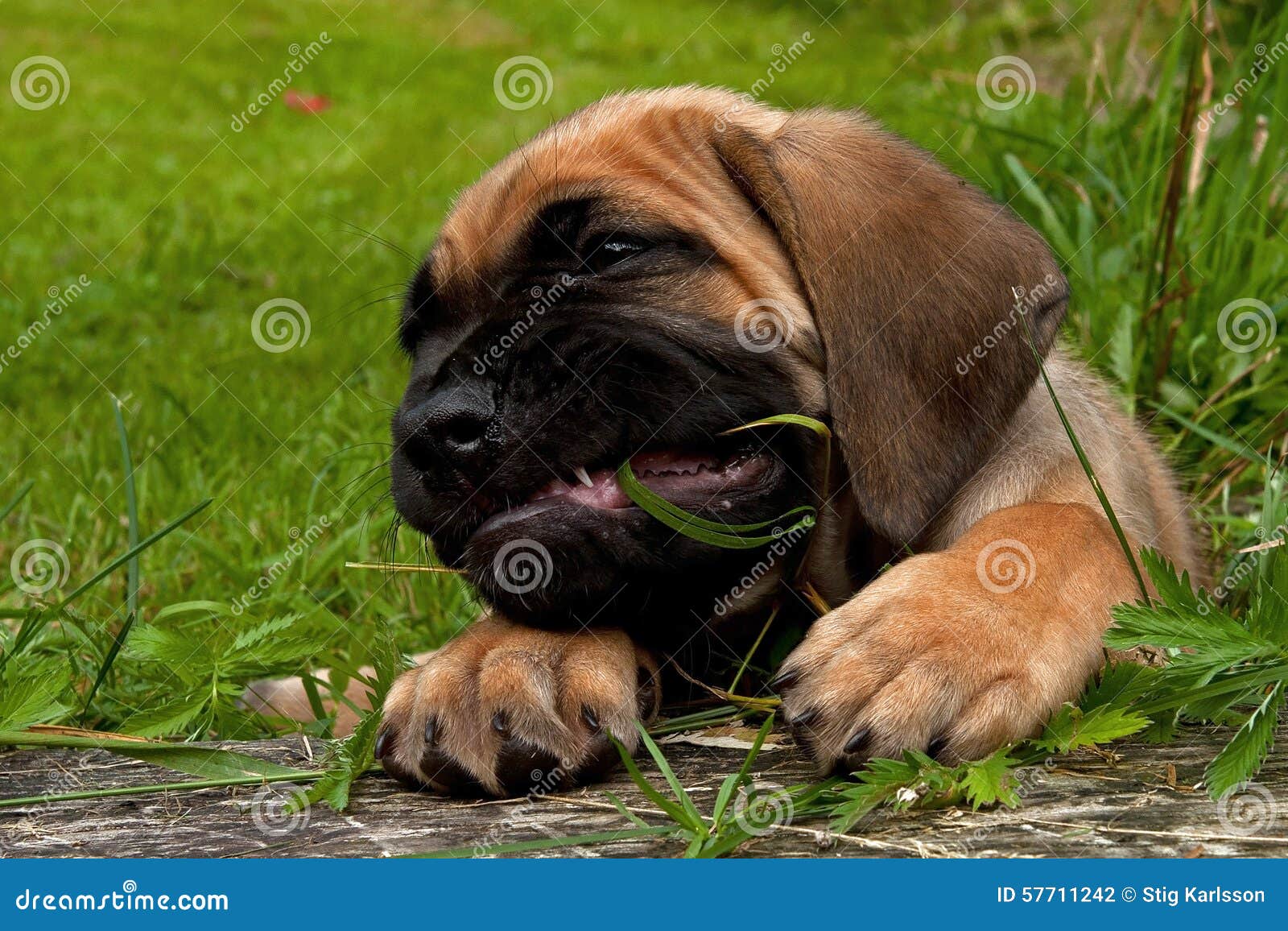 Fawn Cane Corso Puppy, 8 Weeks Stock Photo - Image of puppy, colored ...