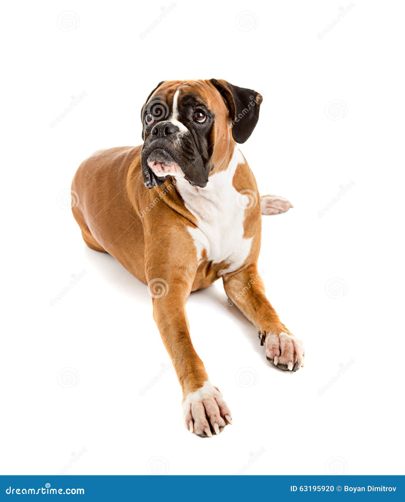 Fawn-colored Boxer stock photo. Image of doggy, cute - 63195920