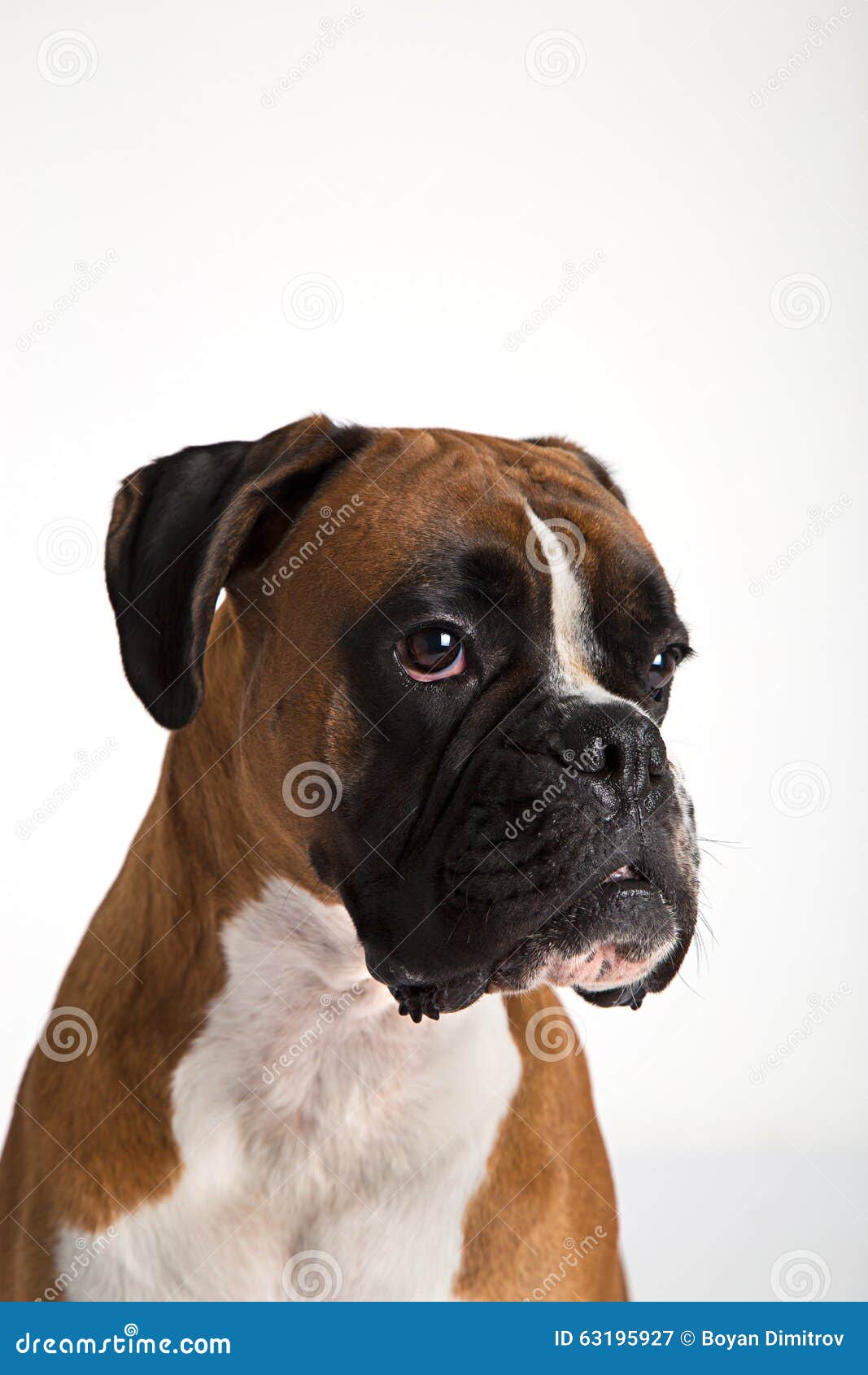 Fawn-colored Boxer stock image. Image of playful, animal - 63195927