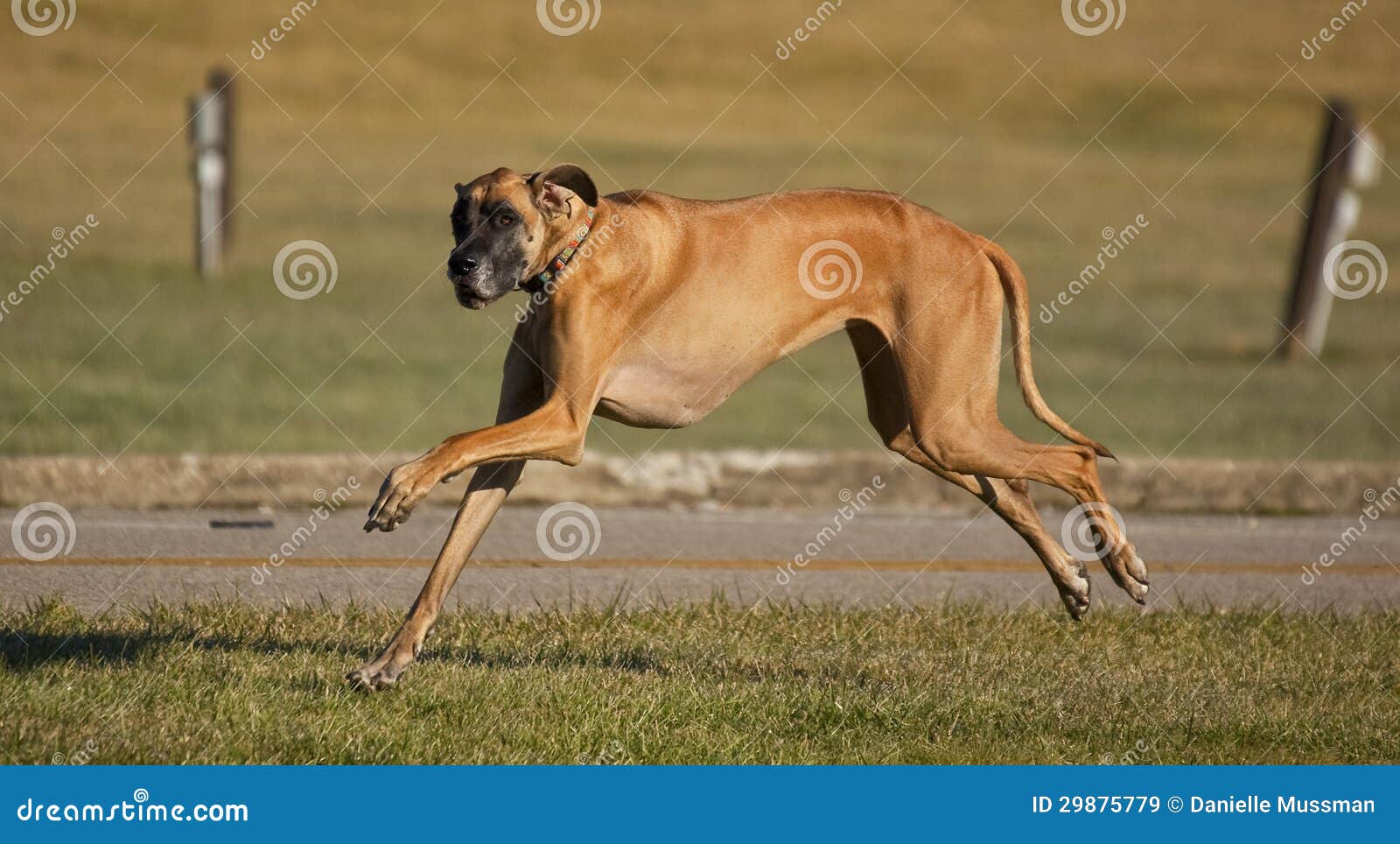 Running great dane stock image. Image of color, breed - 29875779