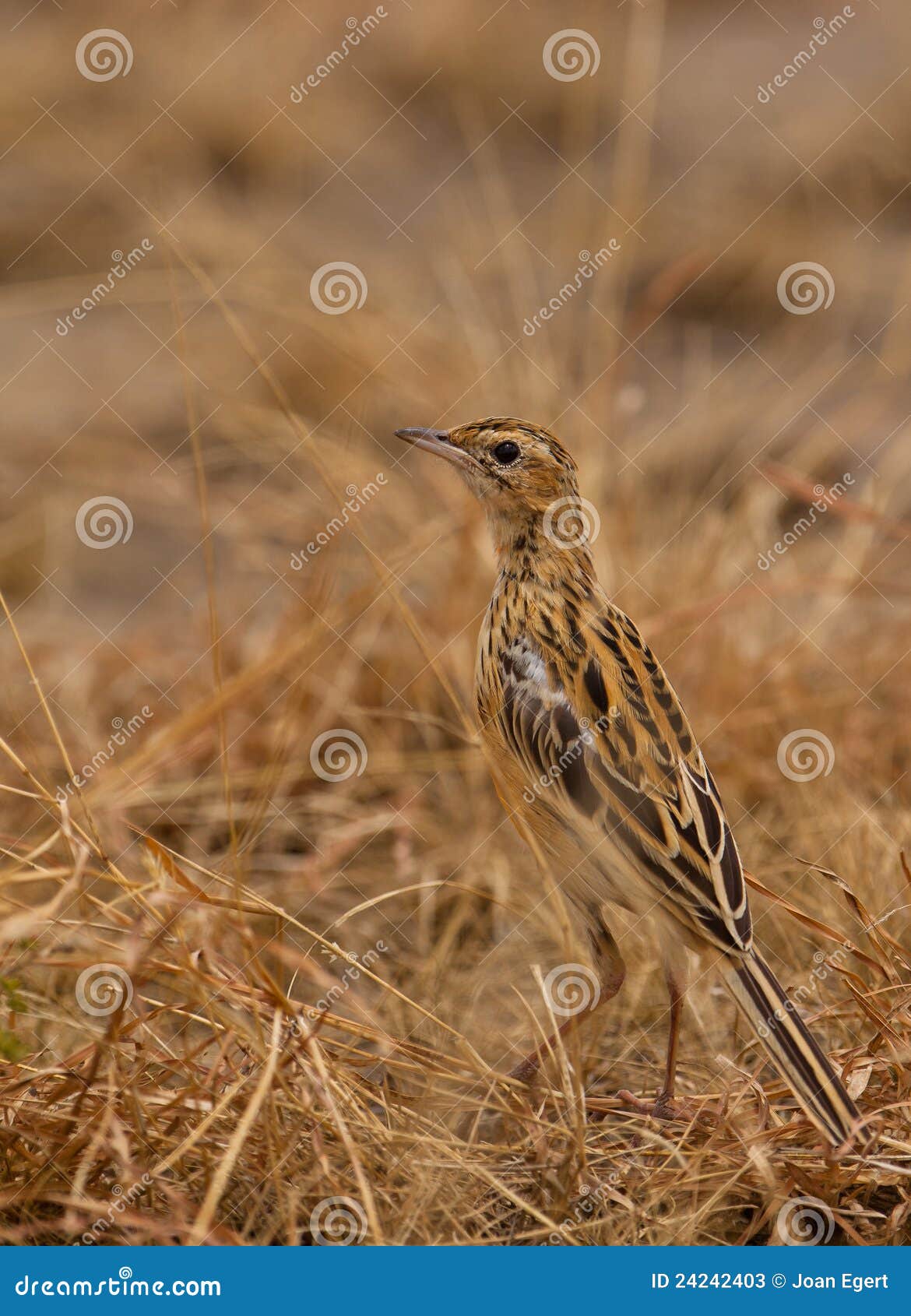 A Fawn-colored Lark on the Ground Stock Image - Image of birds, forest ...