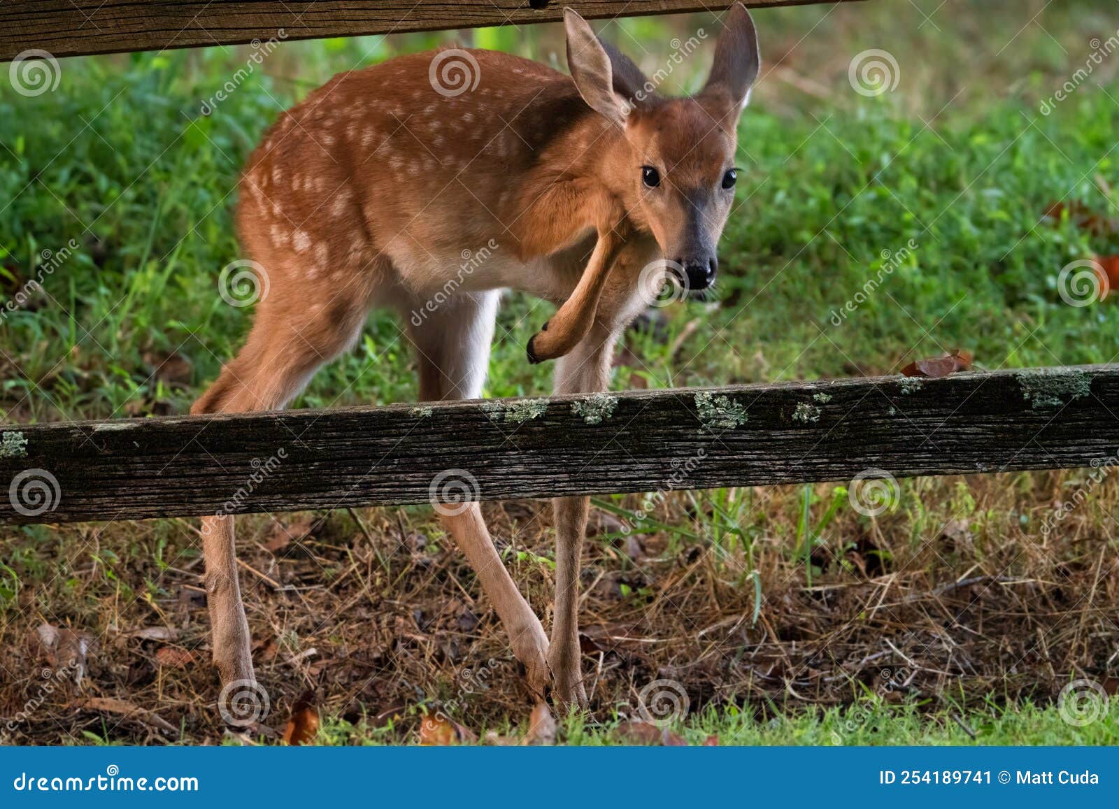Fawn Crossing a Fence stock image. Image of tail, carolina - 254189741