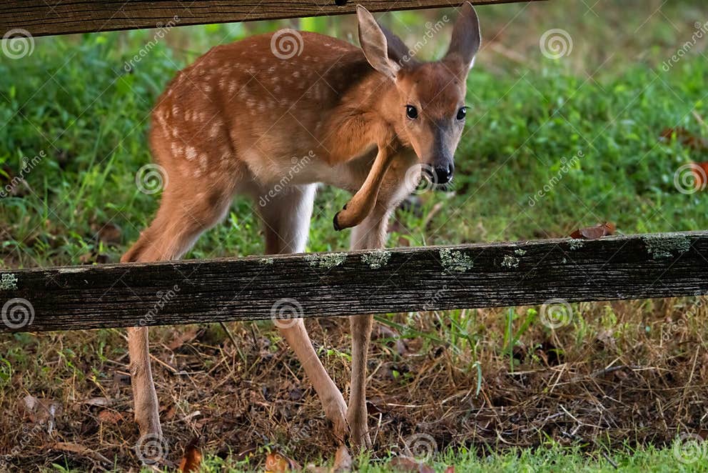 Fawn Crossing a Fence stock image. Image of tail, carolina - 254189741