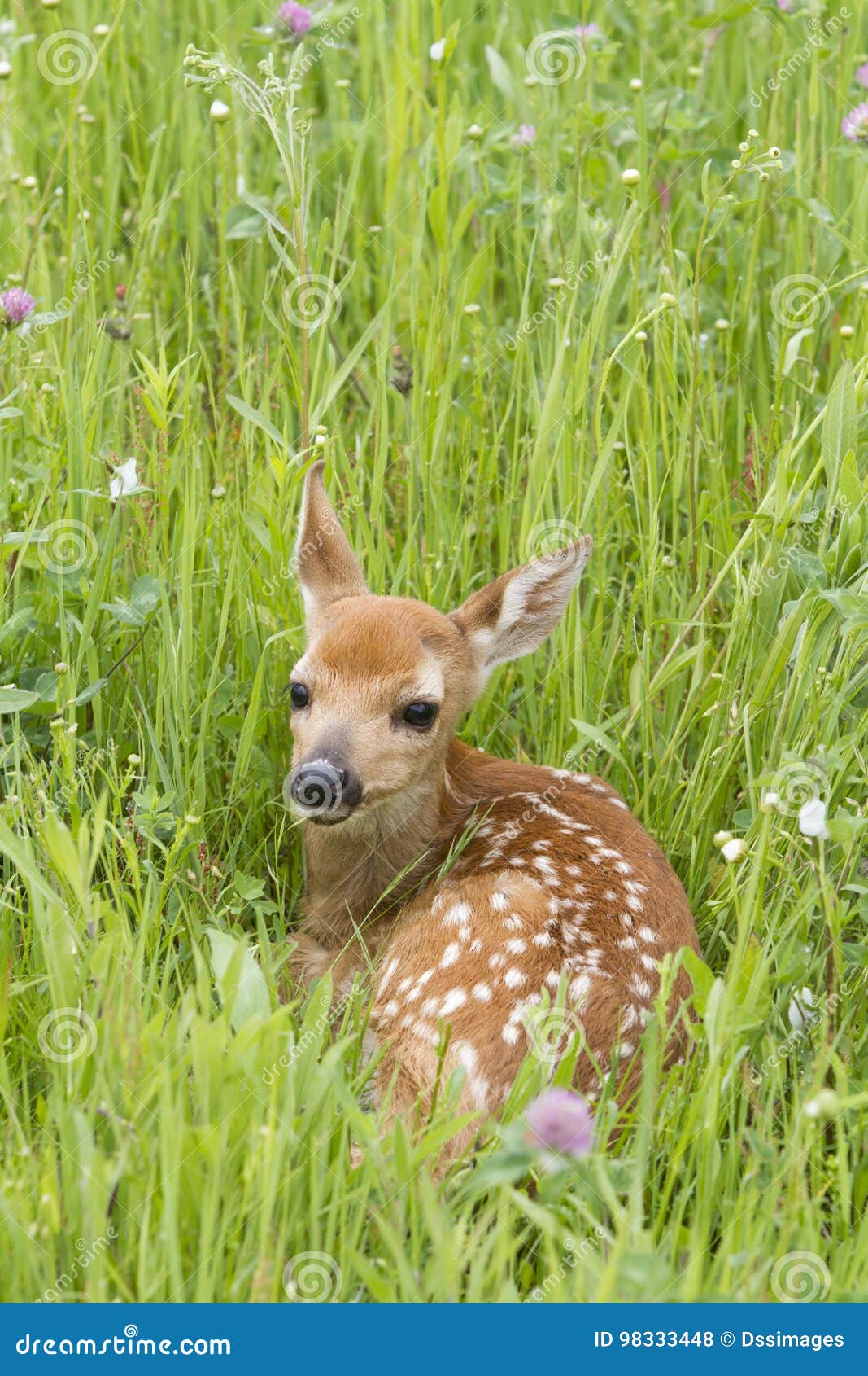 Fawn Curled Up with Spots Showing Stock Photo - Image of white, meadow ...