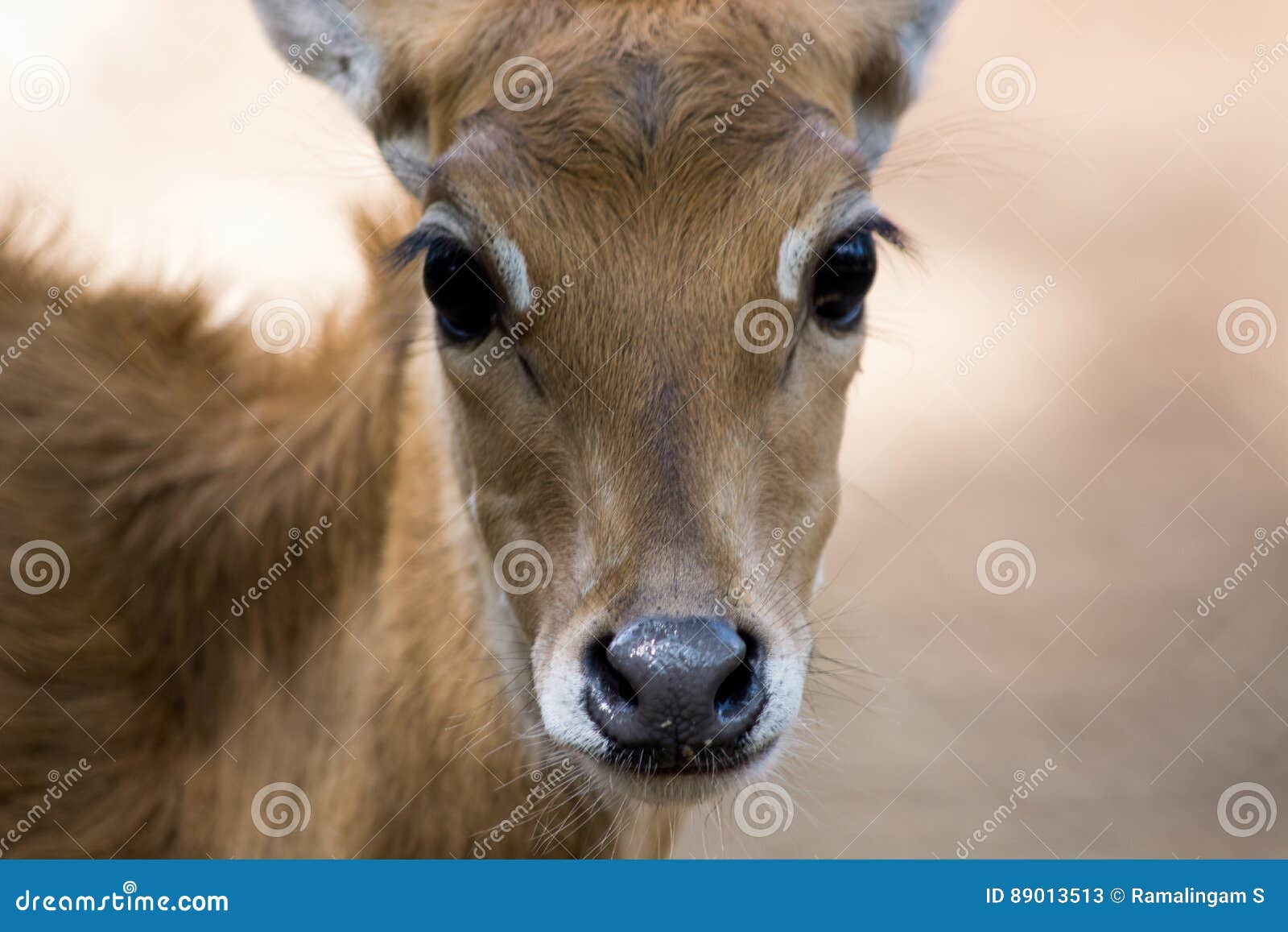 Fawn stock image. Image of looking, soft, reindeer, fawn - 89013513