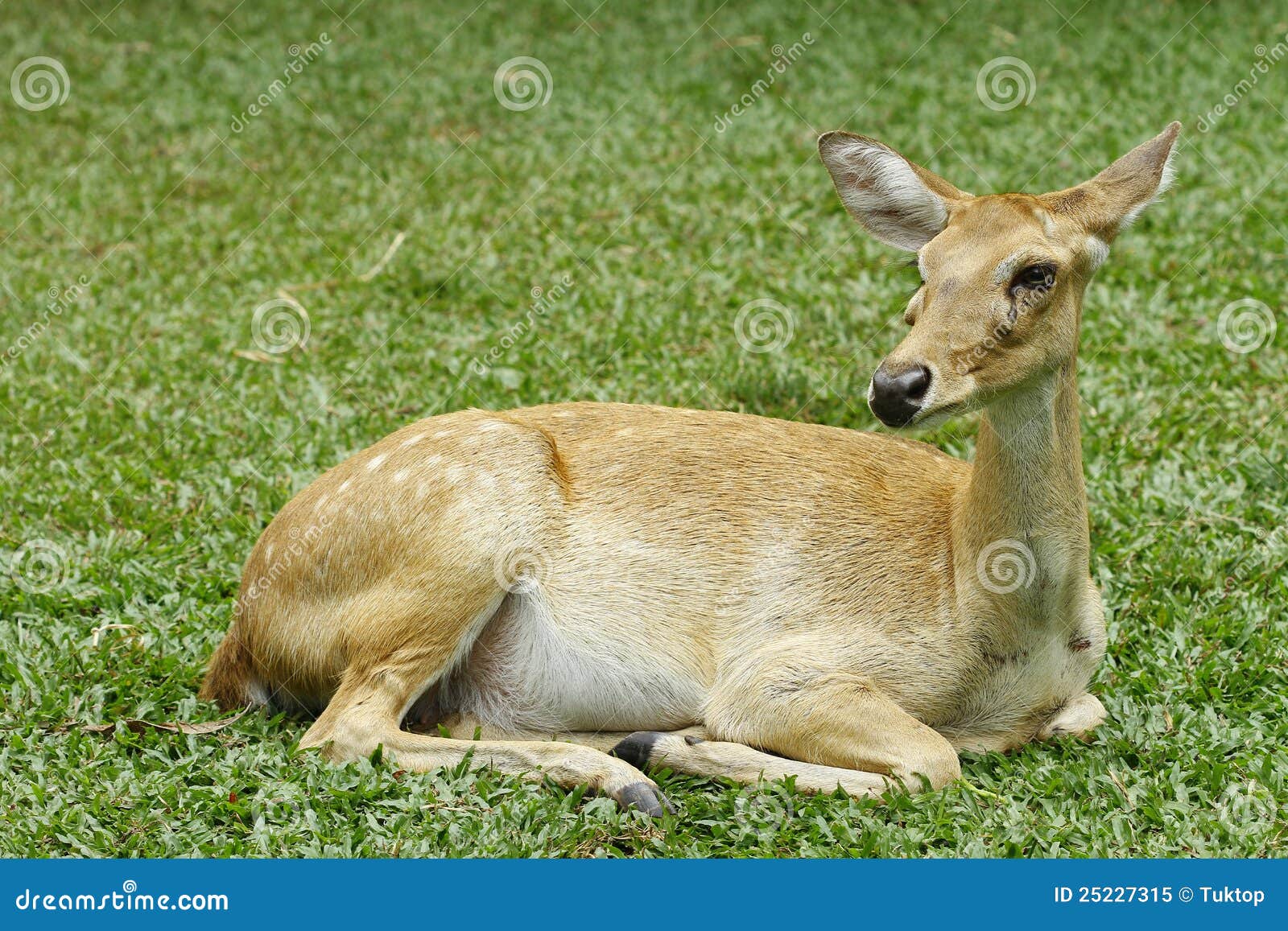 Fawn deer stock image. Image of wildlife, tailed, horizontal - 25227315