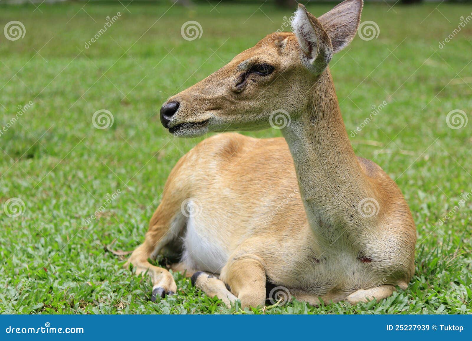 Fawn deer stock image. Image of nature, thickets, wildlife - 25227939